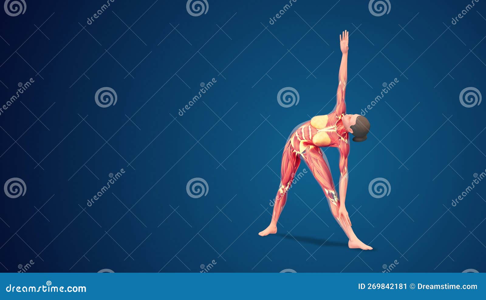3D Human Trikonasana Or Triangle Yoga Pose On Blue Background Royalty ...