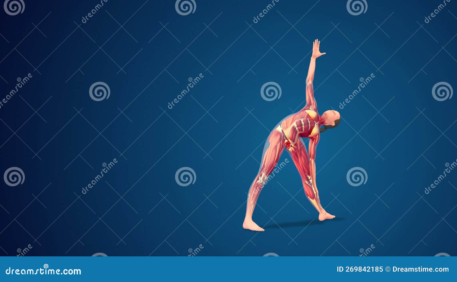 3D Human Trikonasana Or Triangle Yoga Pose On Blue Background Royalty ...