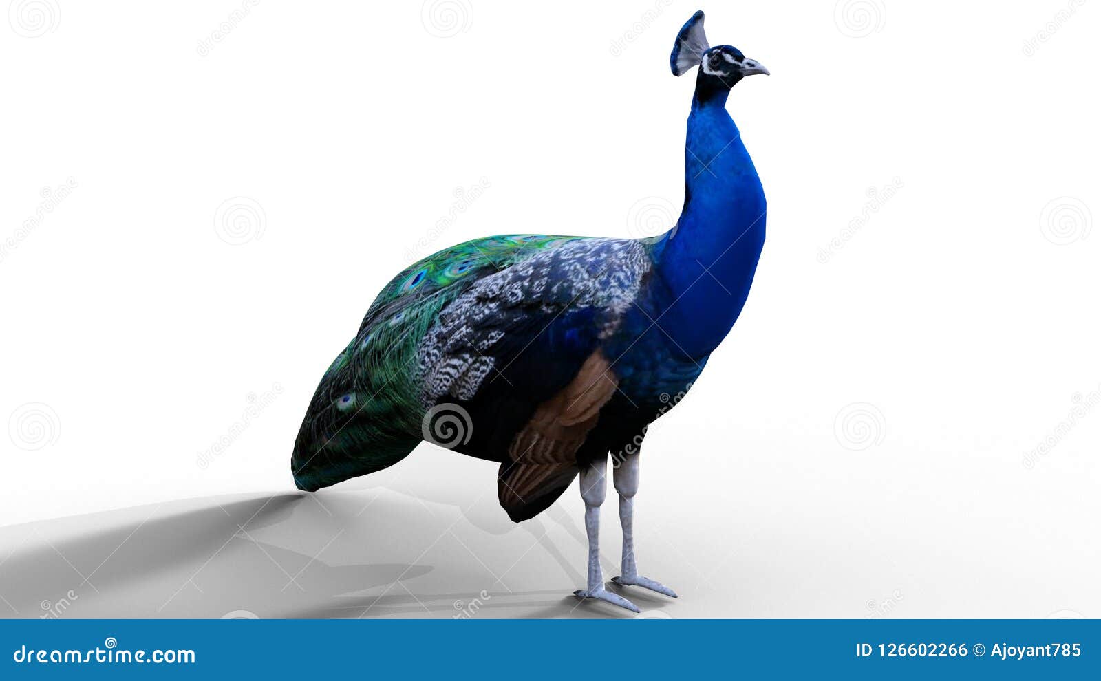 3d/ Il Pavone Del Cgi Rende Fotografia Stock - Illustrazione di animale ...