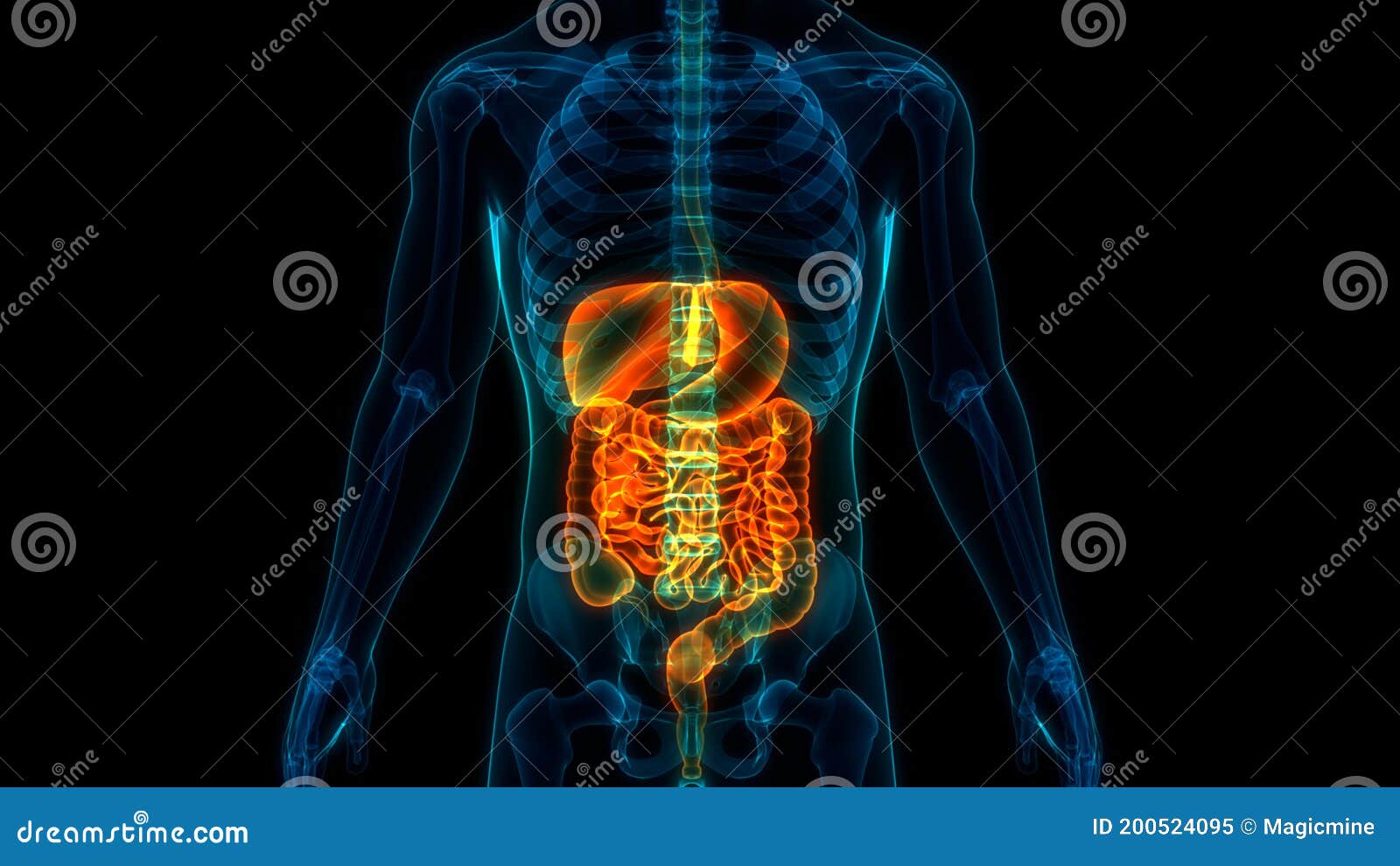 Human Internal Organs Digestive System Anatomy Stock Illustration ...