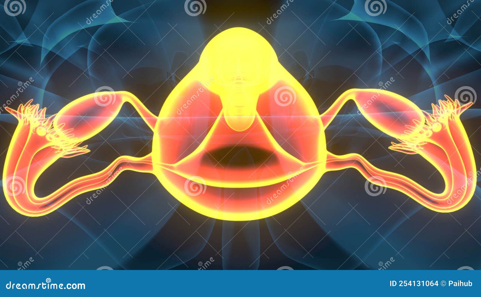 3d Illustartion Of Female Reproductive System Anatomy Stock