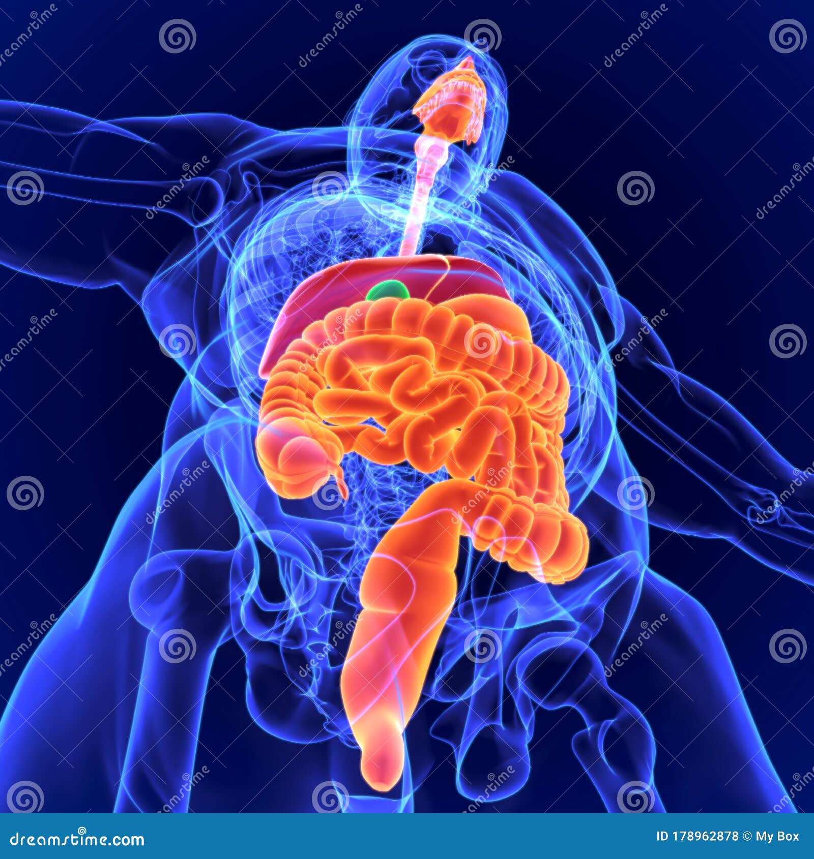 3d Illustratie Anatomie Van Het Menselijke Spijsverteringsstelsel Voor ... 3d Illustratie Anatomie Van Het Menselijke Spijsverteringsstelsel Voor ...