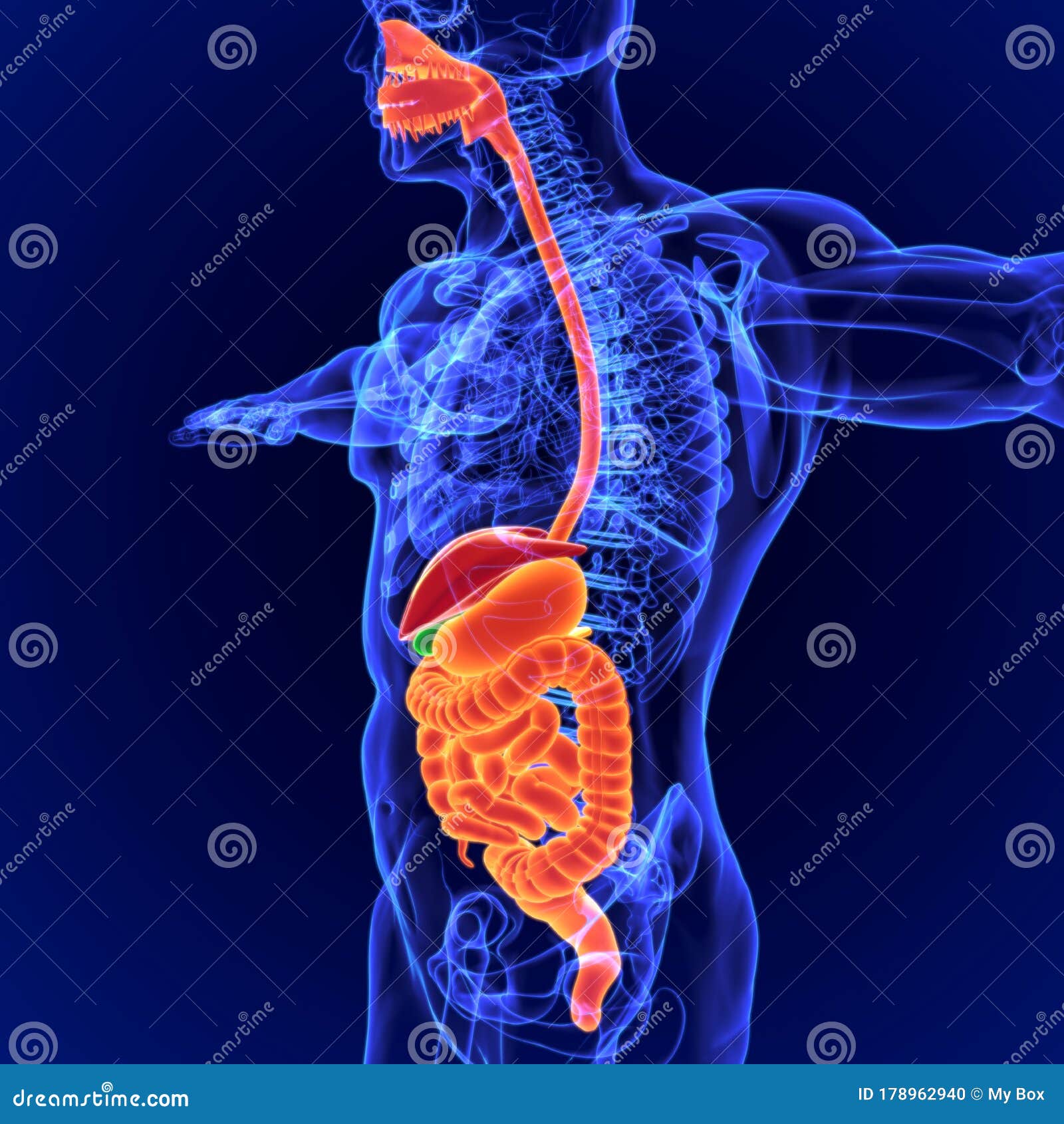 3d Illustratie Anatomie Van Het Menselijke Spijsverteringsstelsel Voor ... 3d Illustratie Anatomie Van Het Menselijke Spijsverteringsstelsel Voor ...