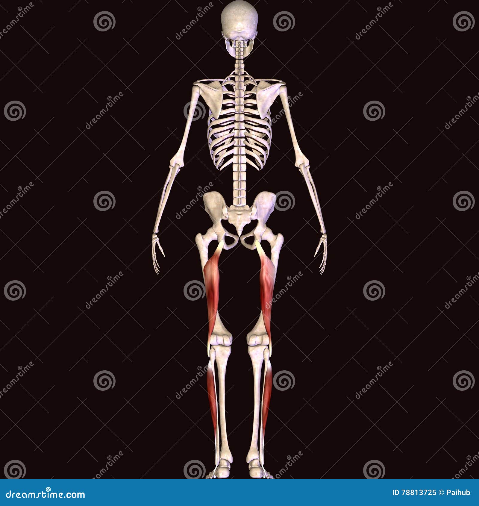 3d Illustratie Van De Spier Van Het Menselijk Lichaamsskelet Stock ...