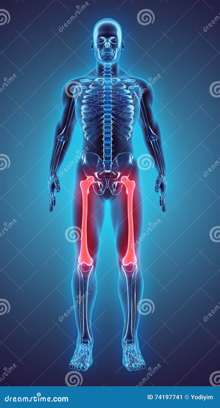 3D Illustratie Van Dijbeen, Medisch Concept Stock Illustratie ...