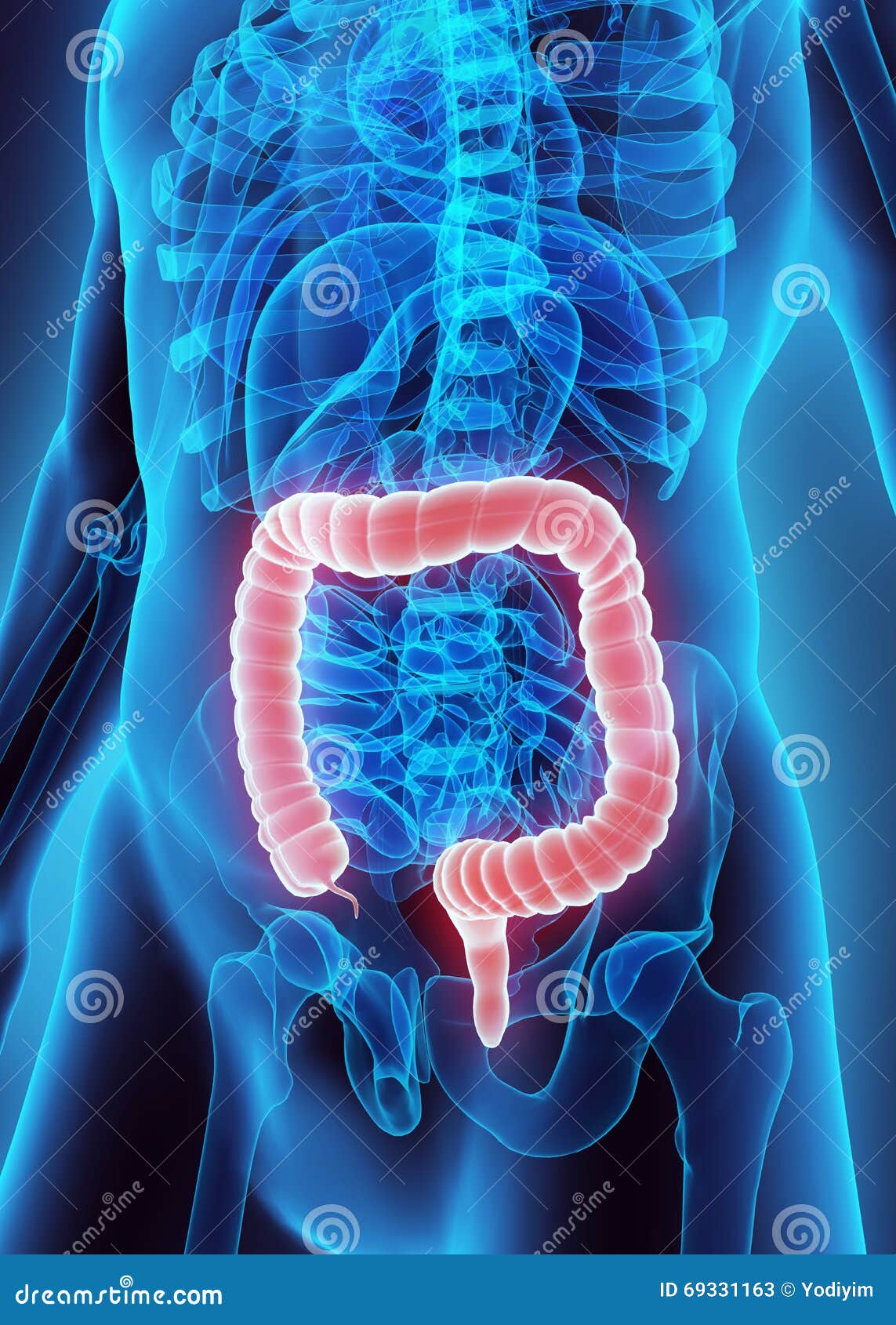 3D Illustratie Van Dikke Darm Stock Illustratie - Illustration of ...