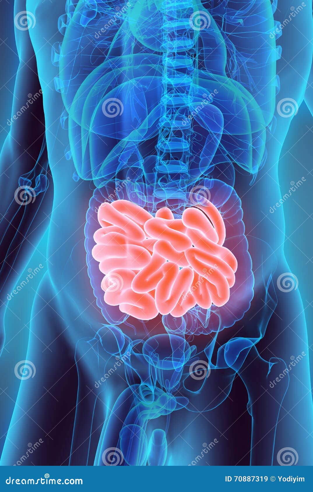 3D Illustratie Van Dunne Darm Stock Illustratie - Illustration of ...