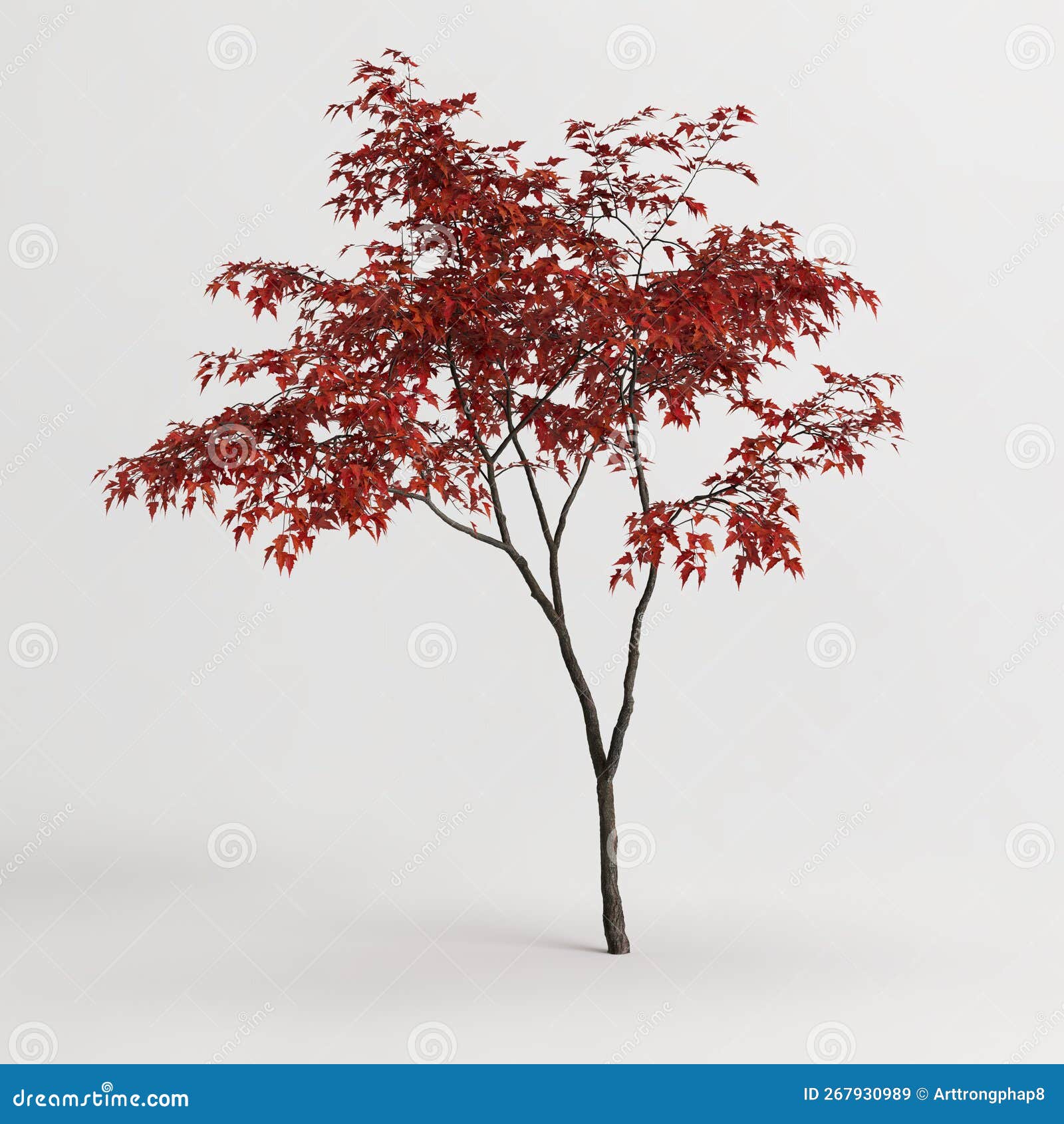 3d Illustration Of Acer Ginnala Tree Isolated On White Background ...
