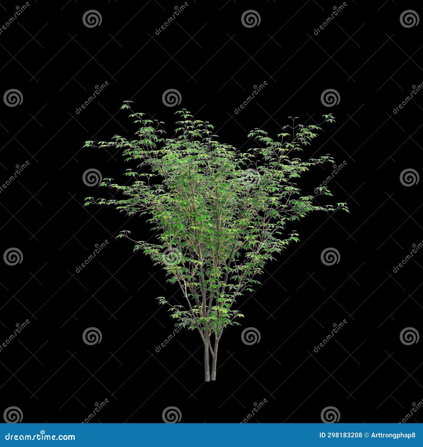3d Illustration Of Acer Palmatum Tree Isolated On Black Background ...