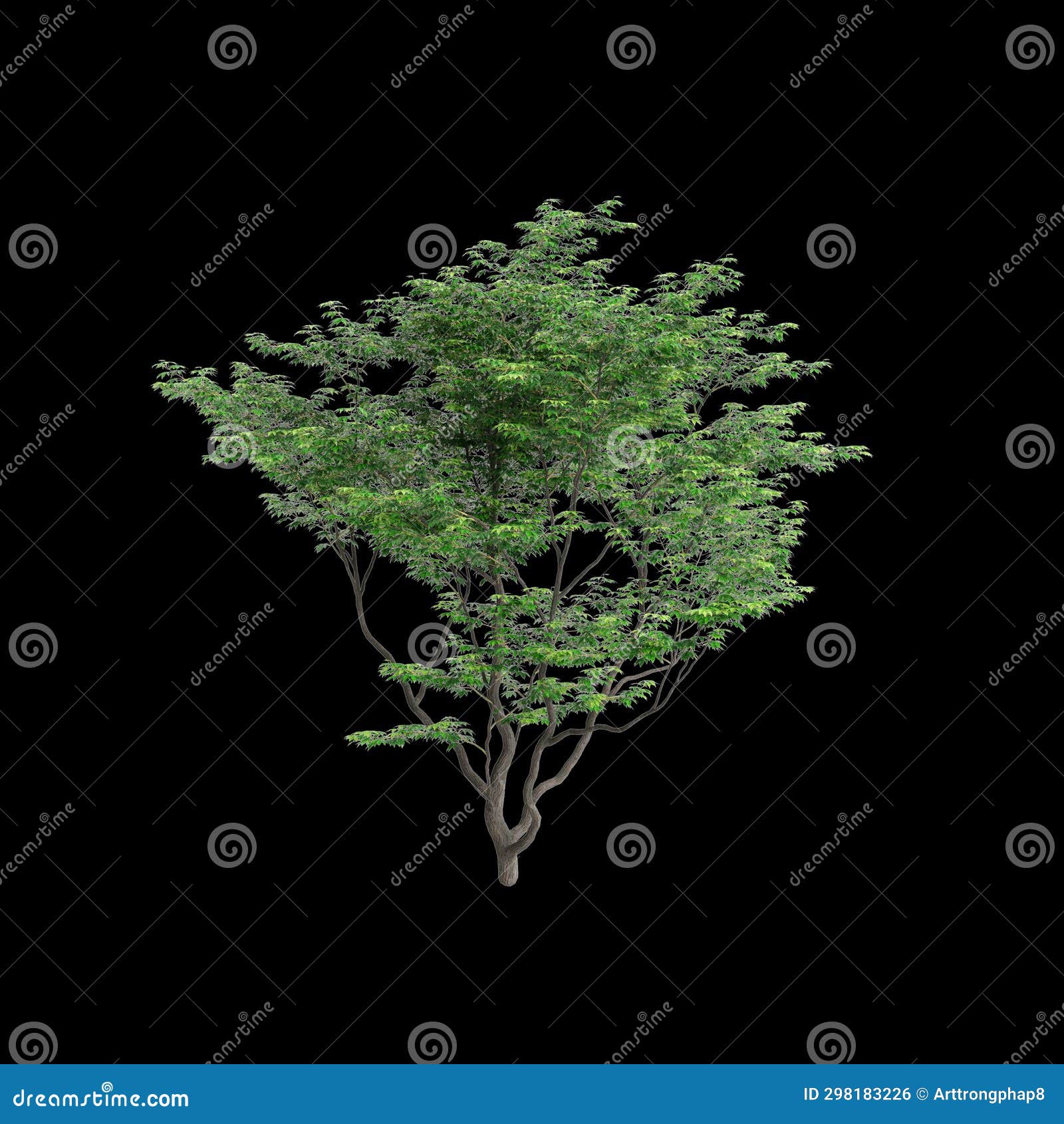 3d Illustration Of Acer Palmatum Tree Isolated On Black Background ...