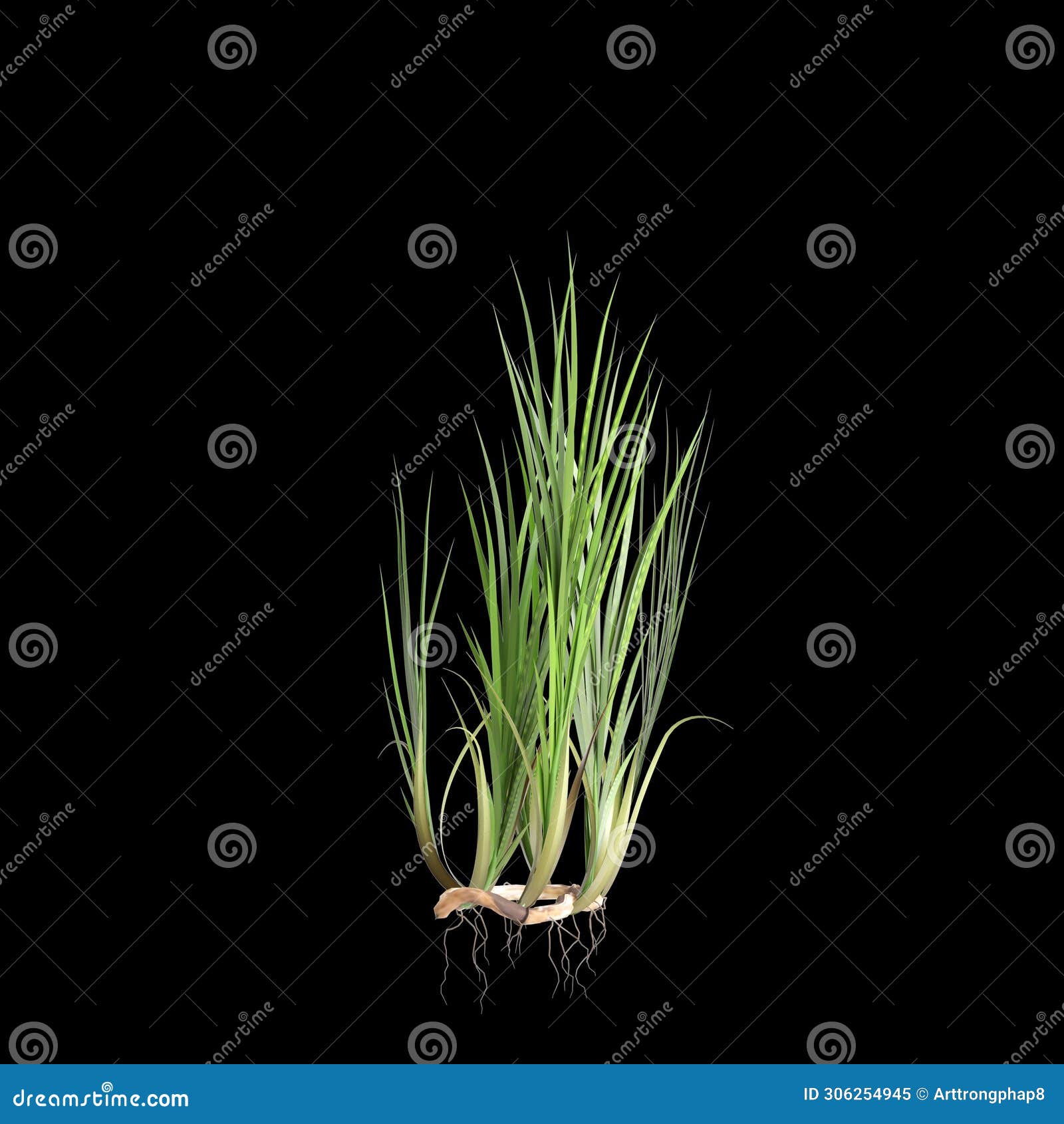 3d Illustration Of Acorus Calamus Bush Isolated On Black Background ...