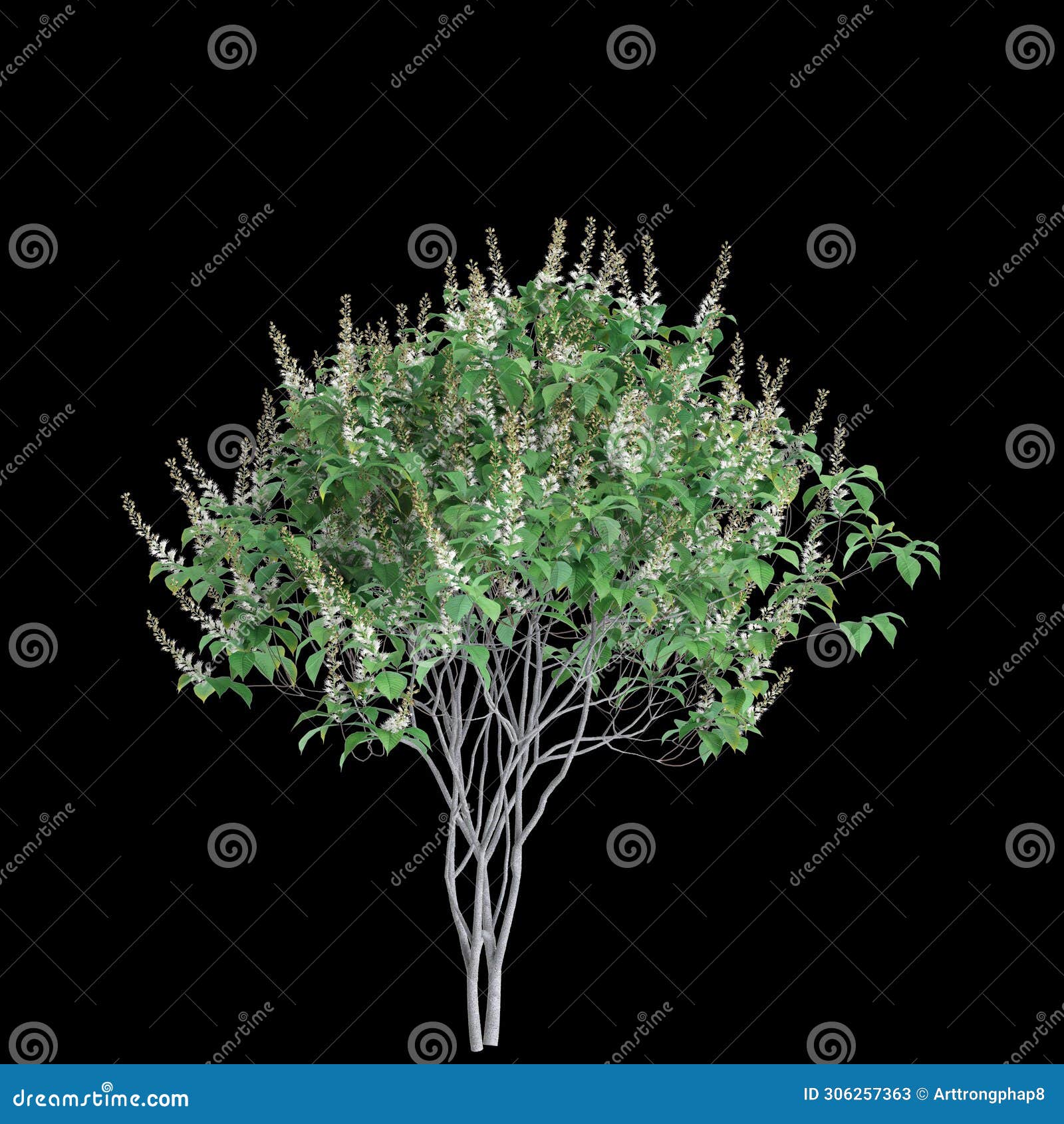 3d Illustration of Aesculus Parviflora Tree Isolated on Black ...