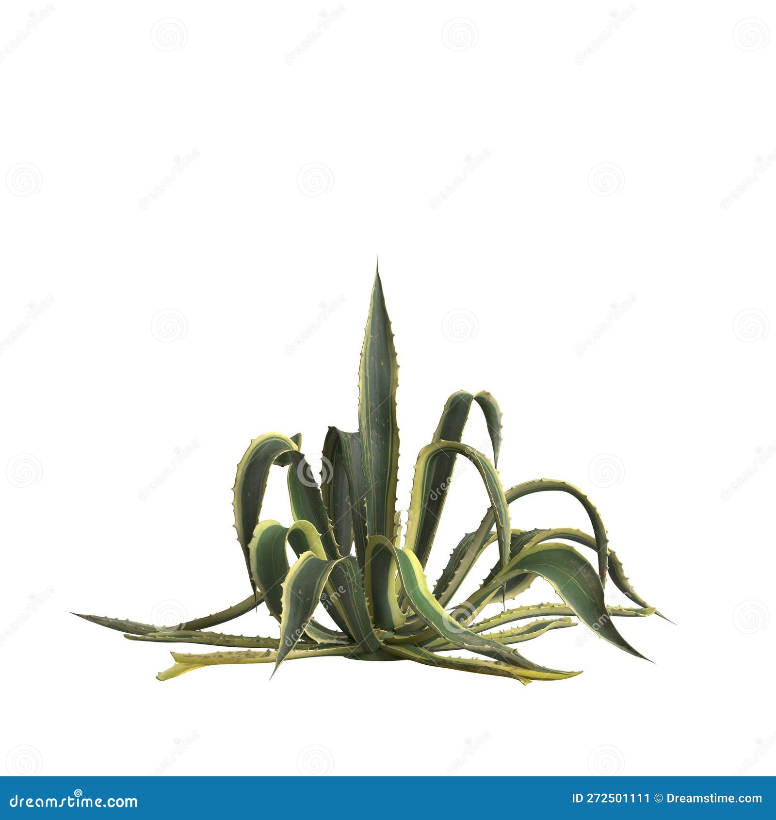 3d Illustration Of Agave Americana Bush Isolated On White Background ...