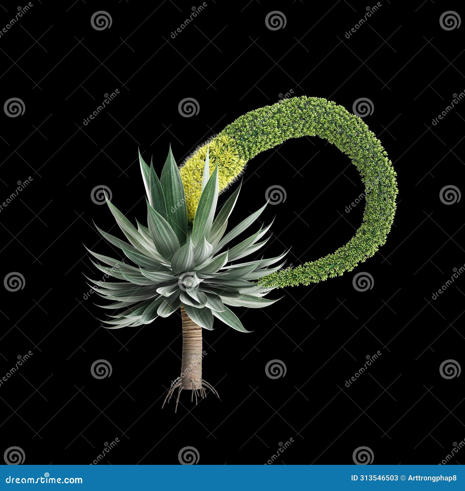 3d Illustration of Agave Attenuata Tree Isolated on Black Background ...