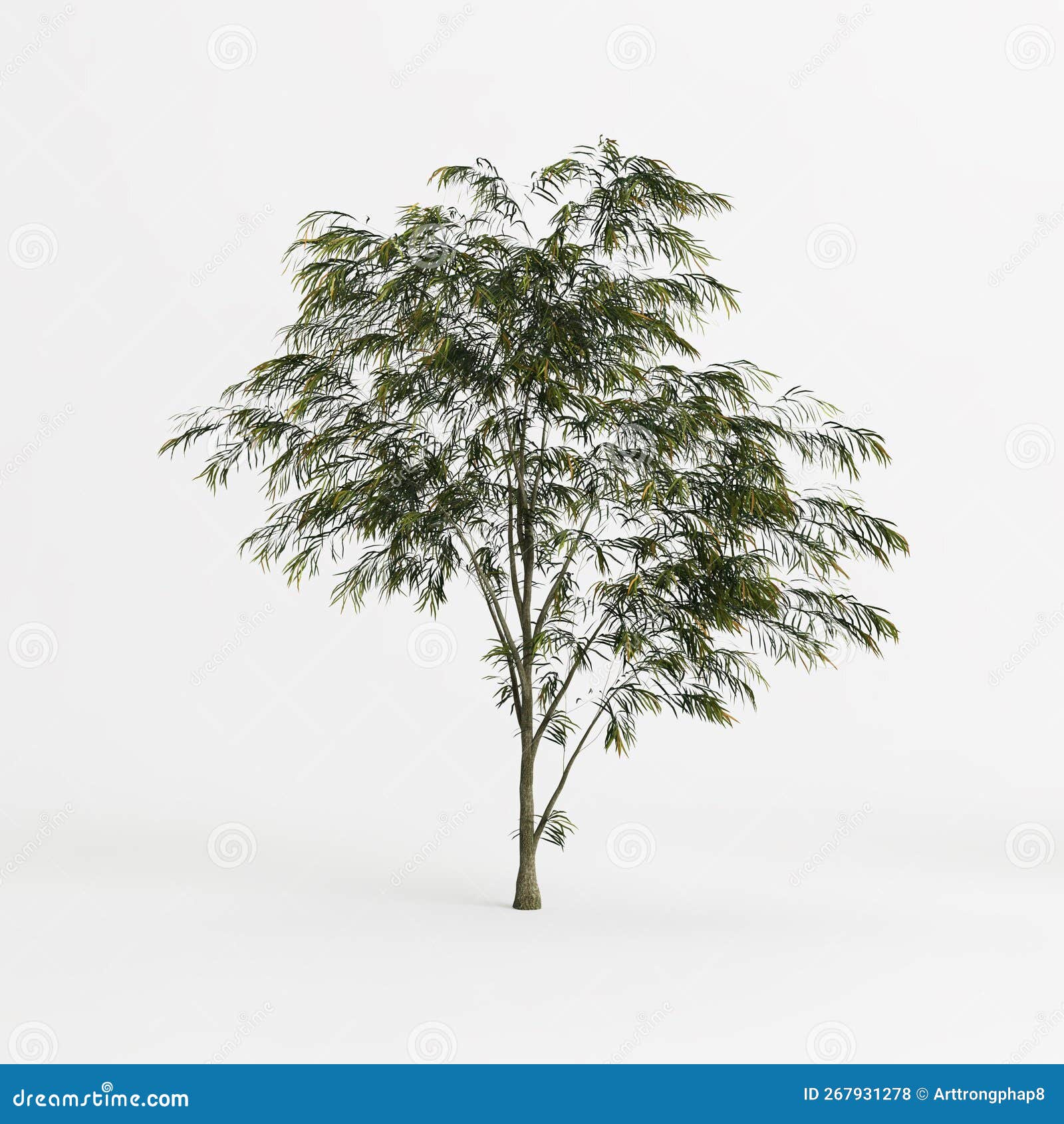 3d Illustration Of Set Agonis Flexuosa Tree Isolated On White ...