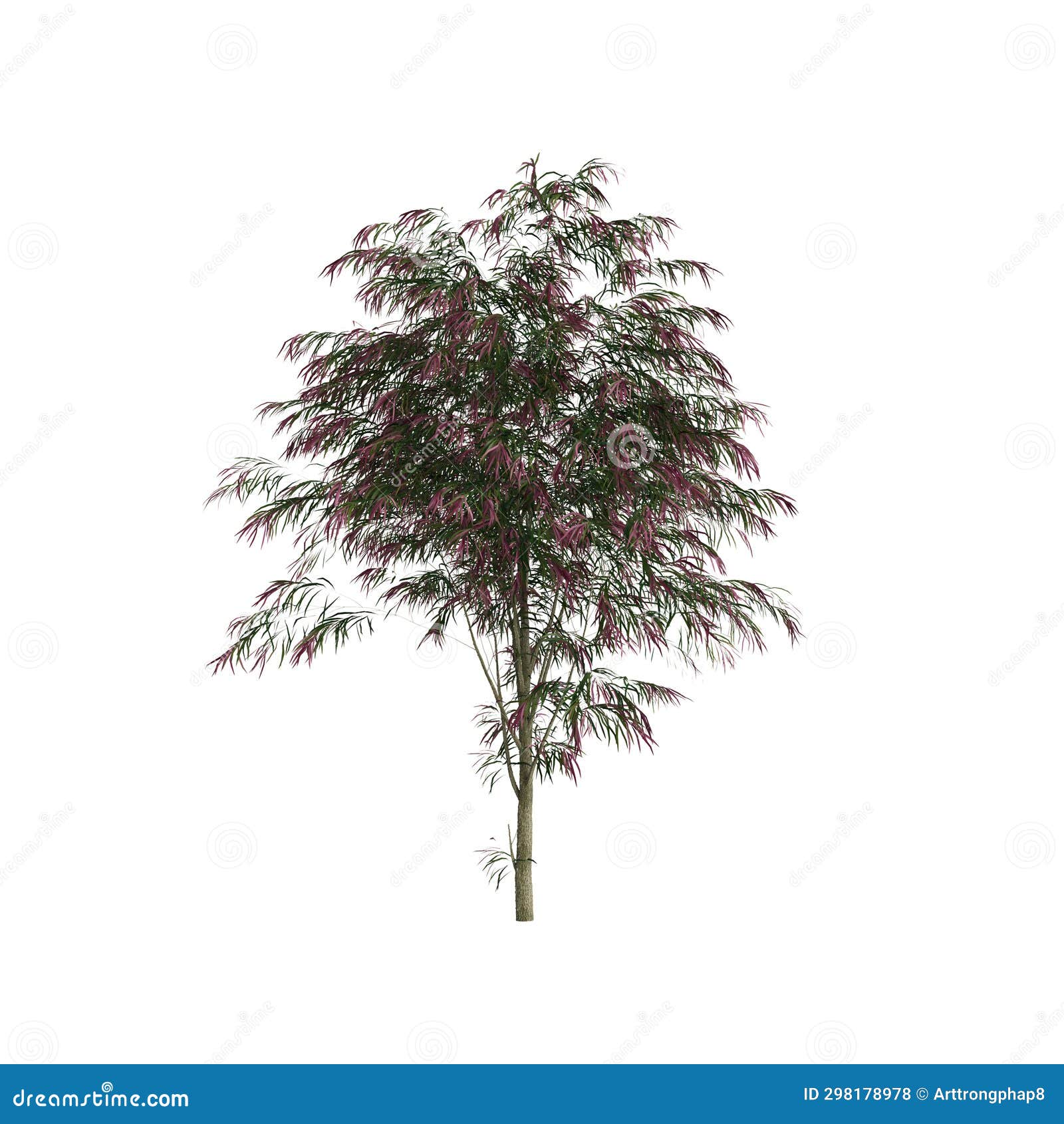 3d Illustration of Agonis Flexuosa Tree Isolated on White Background ...