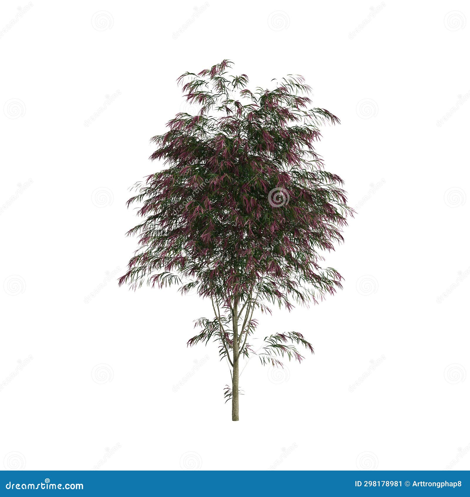3d Illustration Of Set Agonis Flexuosa Tree Isolated On White ...