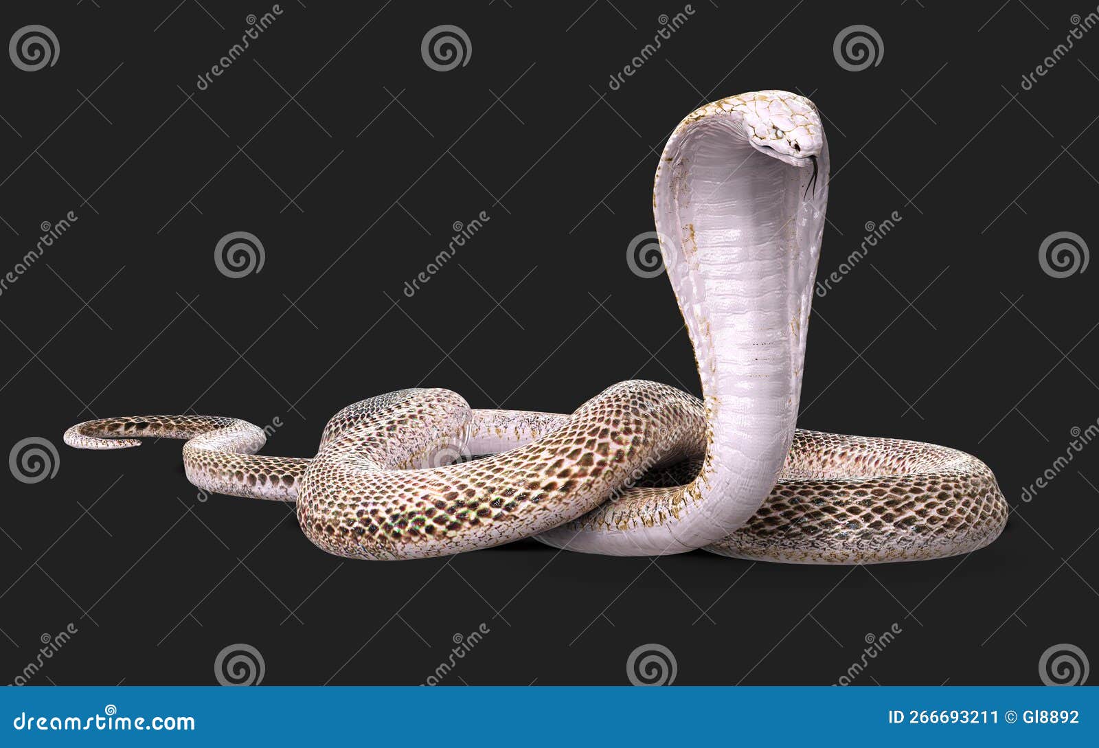 Albino King Cobra Snake White And Brown Cobra Snake With Clipping Path ... Albino King Cobra Snake White And Brown Cobra Snake With Clipping Path ...