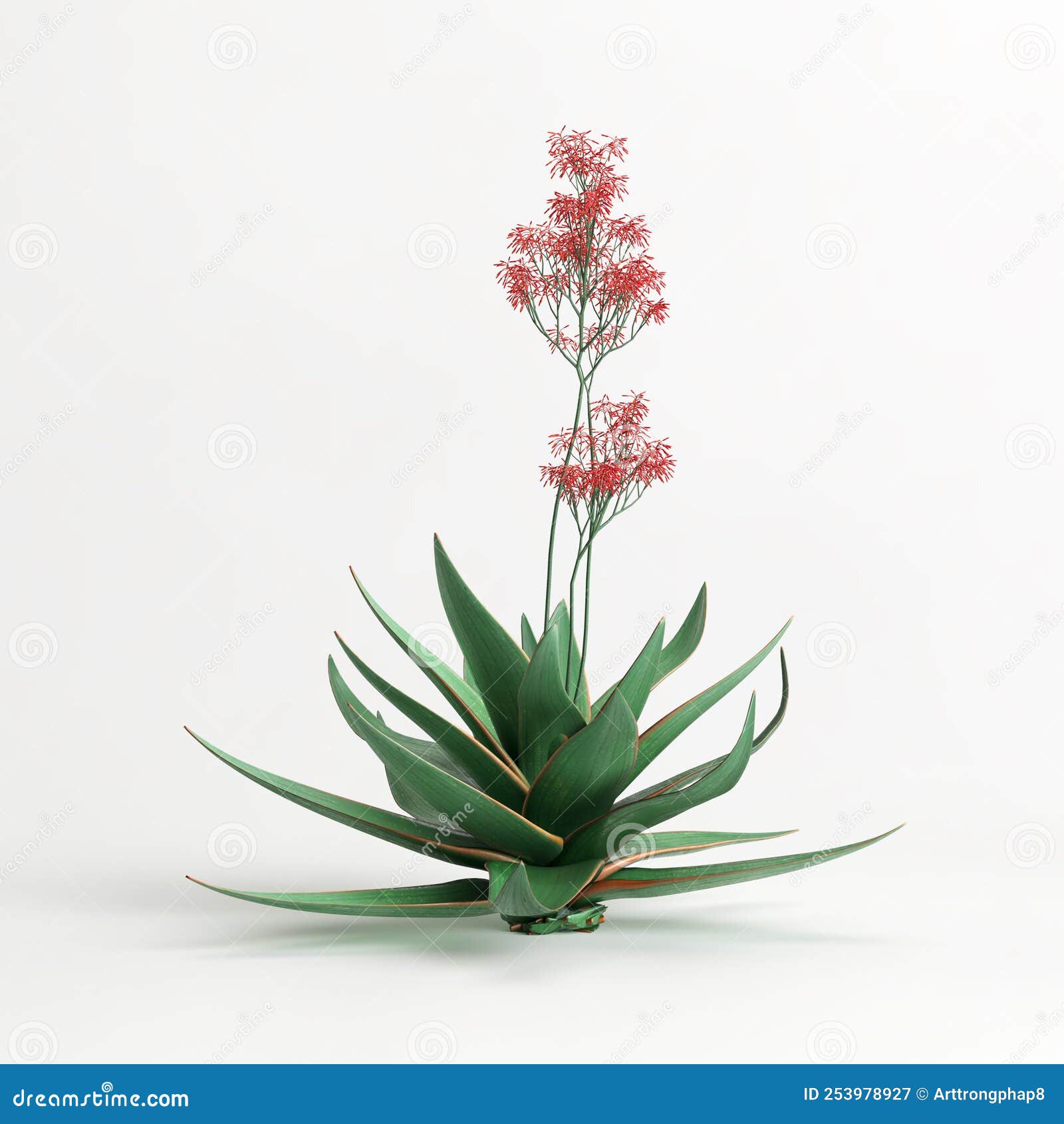 3d Illustration Of Aloe Striata Tree Isolated On White Bachground ...