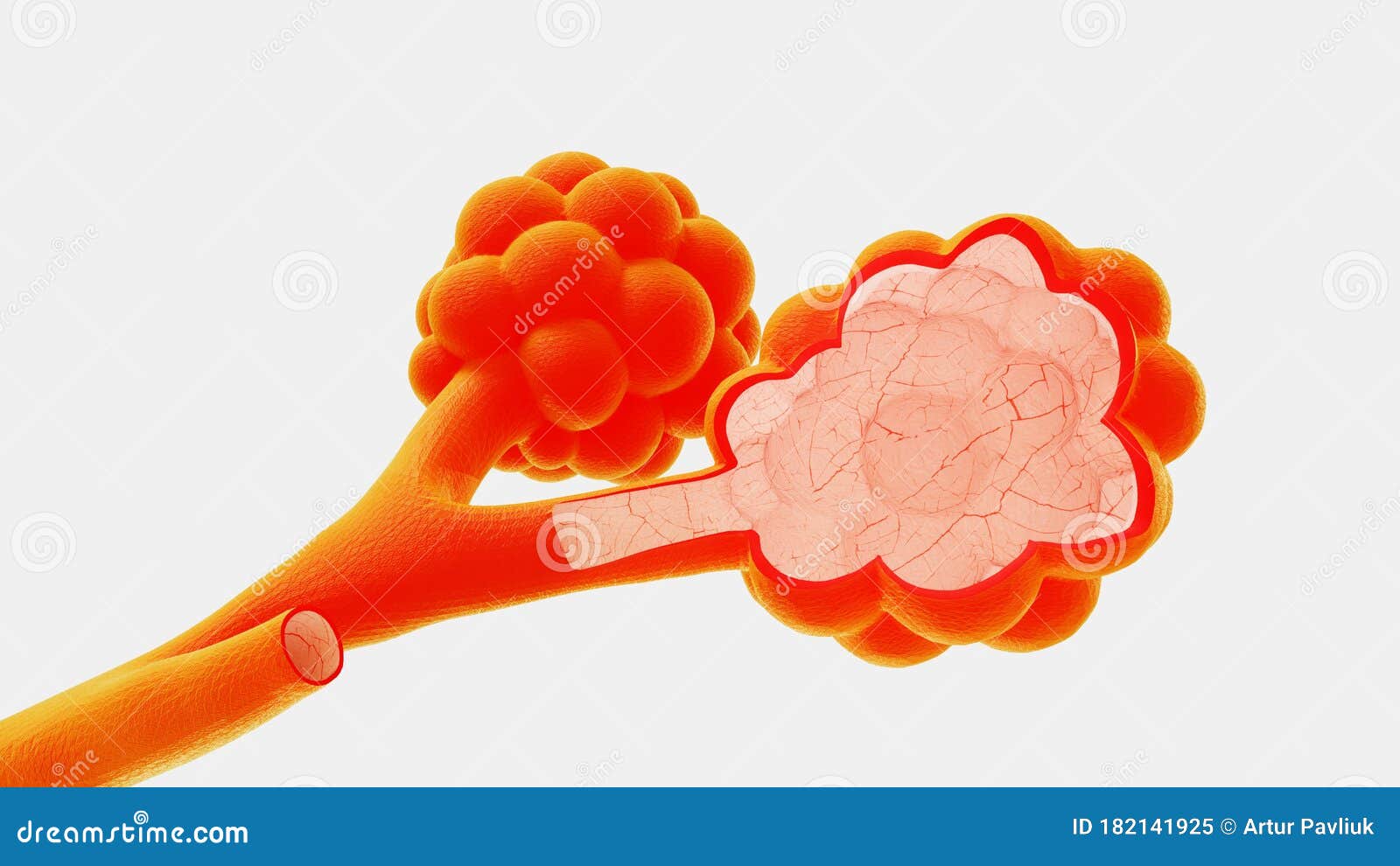 3d Render Alveoli in the Context of the Release of Viruses and Bacteria ...