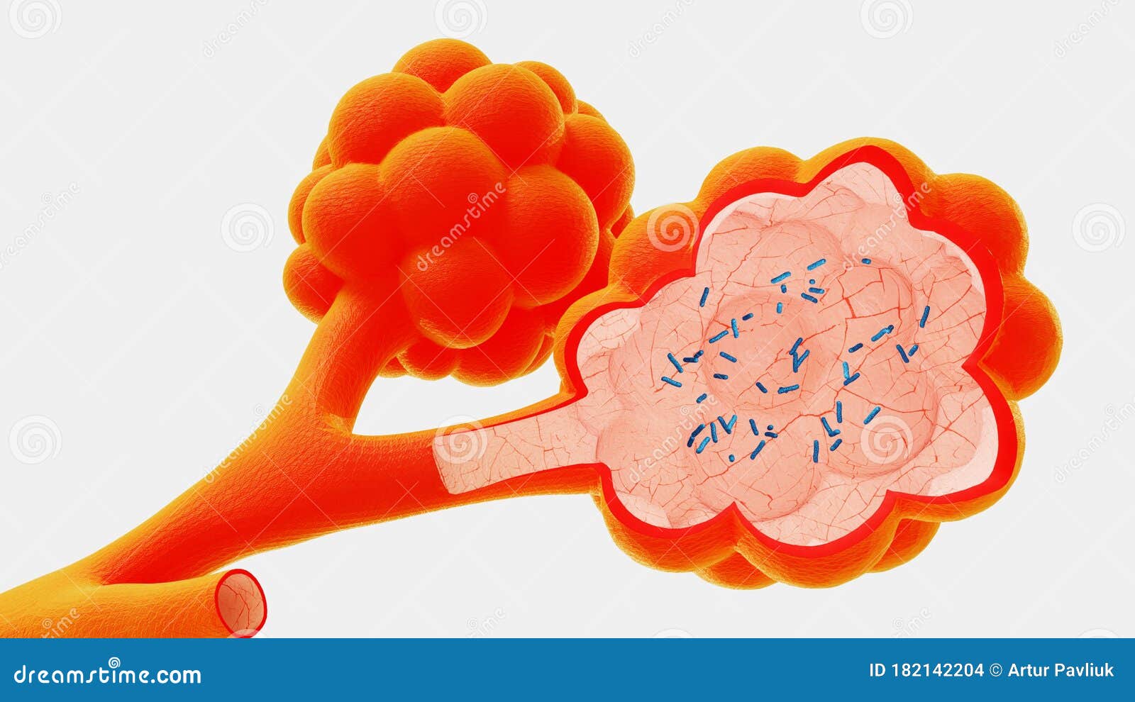 3d Render Alveoli in the Context of the Release of Viruses and Bacteria ...