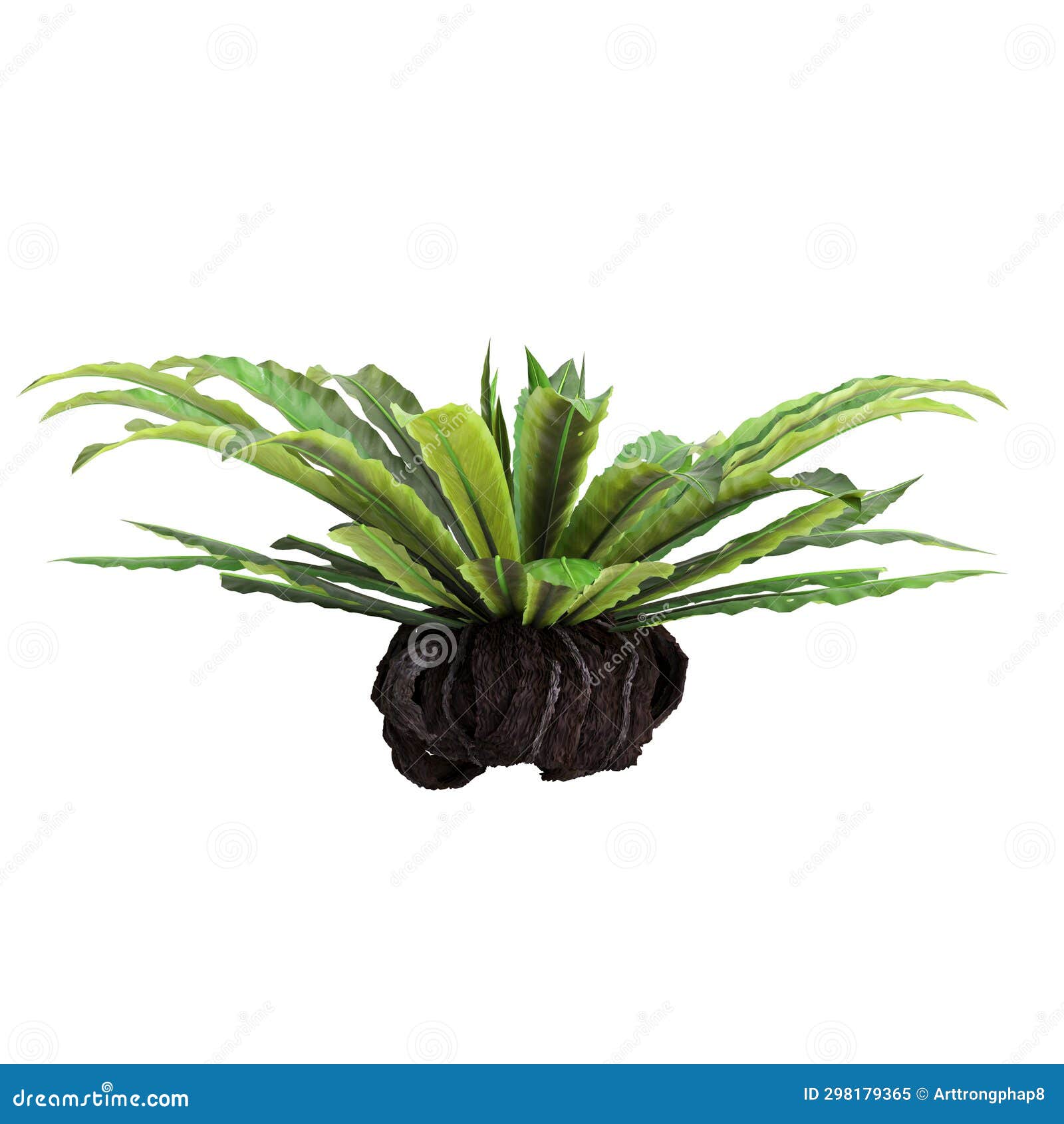 3d Illustration of Asplenium Nidus Bush Isolated on White Baclground ...