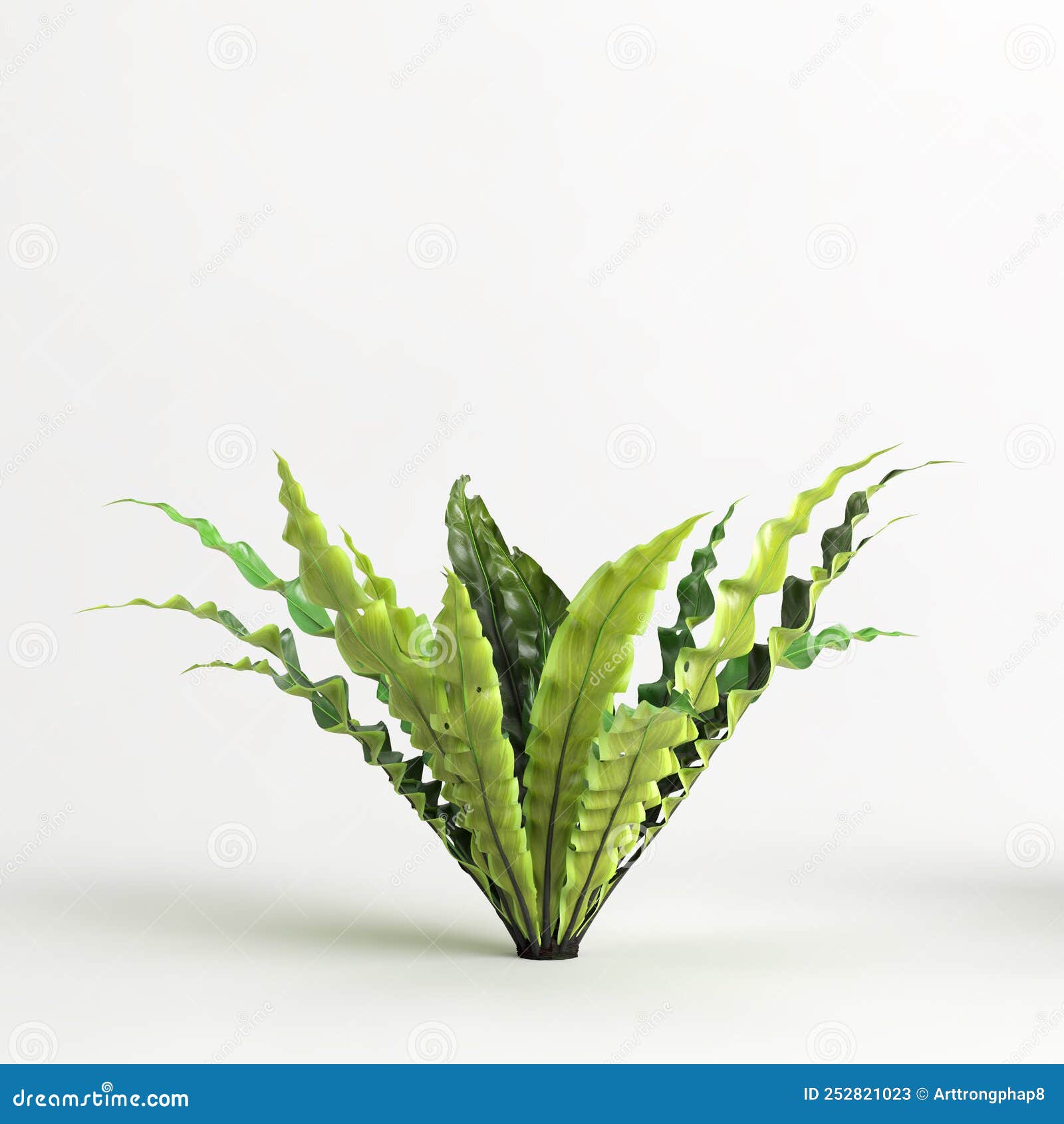 3d Illustration Of Asplenium Nidus Isolated On White Background ...