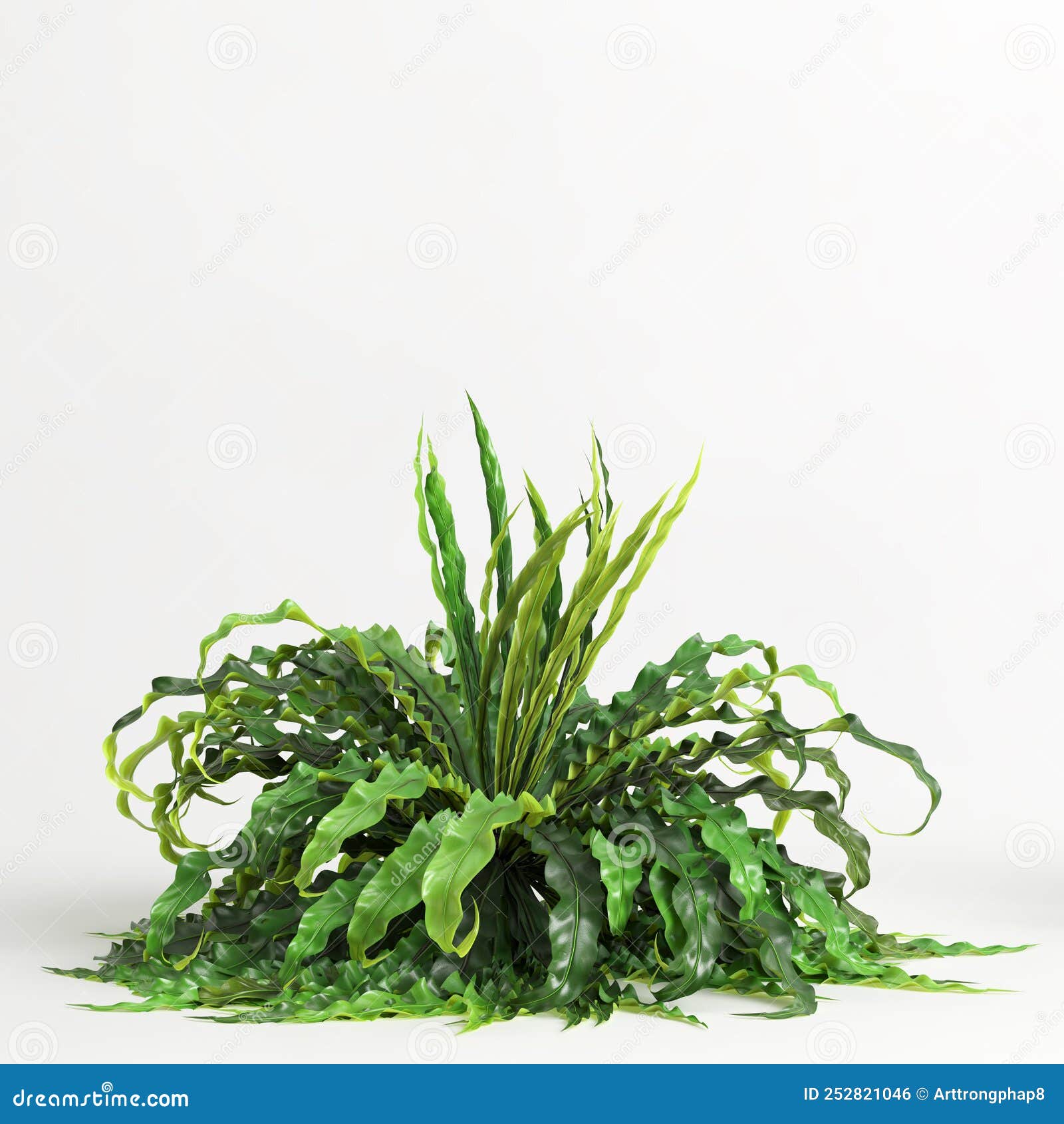 3d Illustration Of Asplenium Nidus Isolated On White Background ...