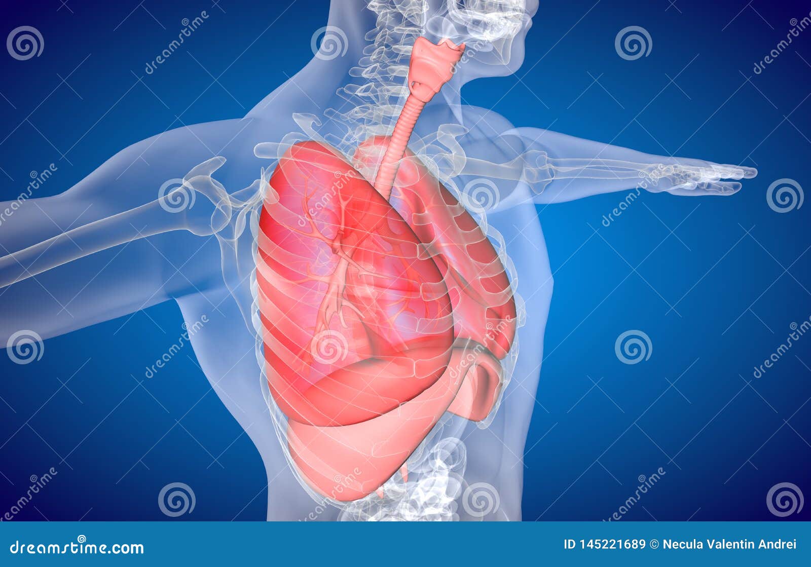 3D Illustration Av Lungor, Medicinskt Begrepp Stock Illustrationer ...