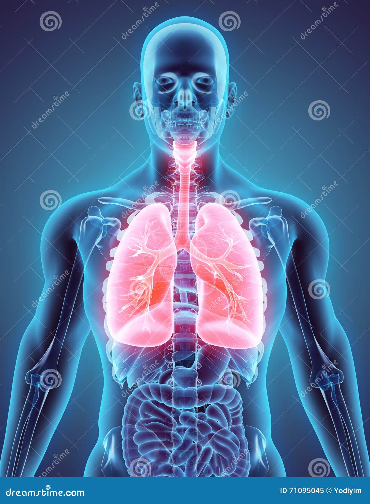 3D Illustration Av Lungor, Medicinskt Begrepp Stock Illustrationer ...