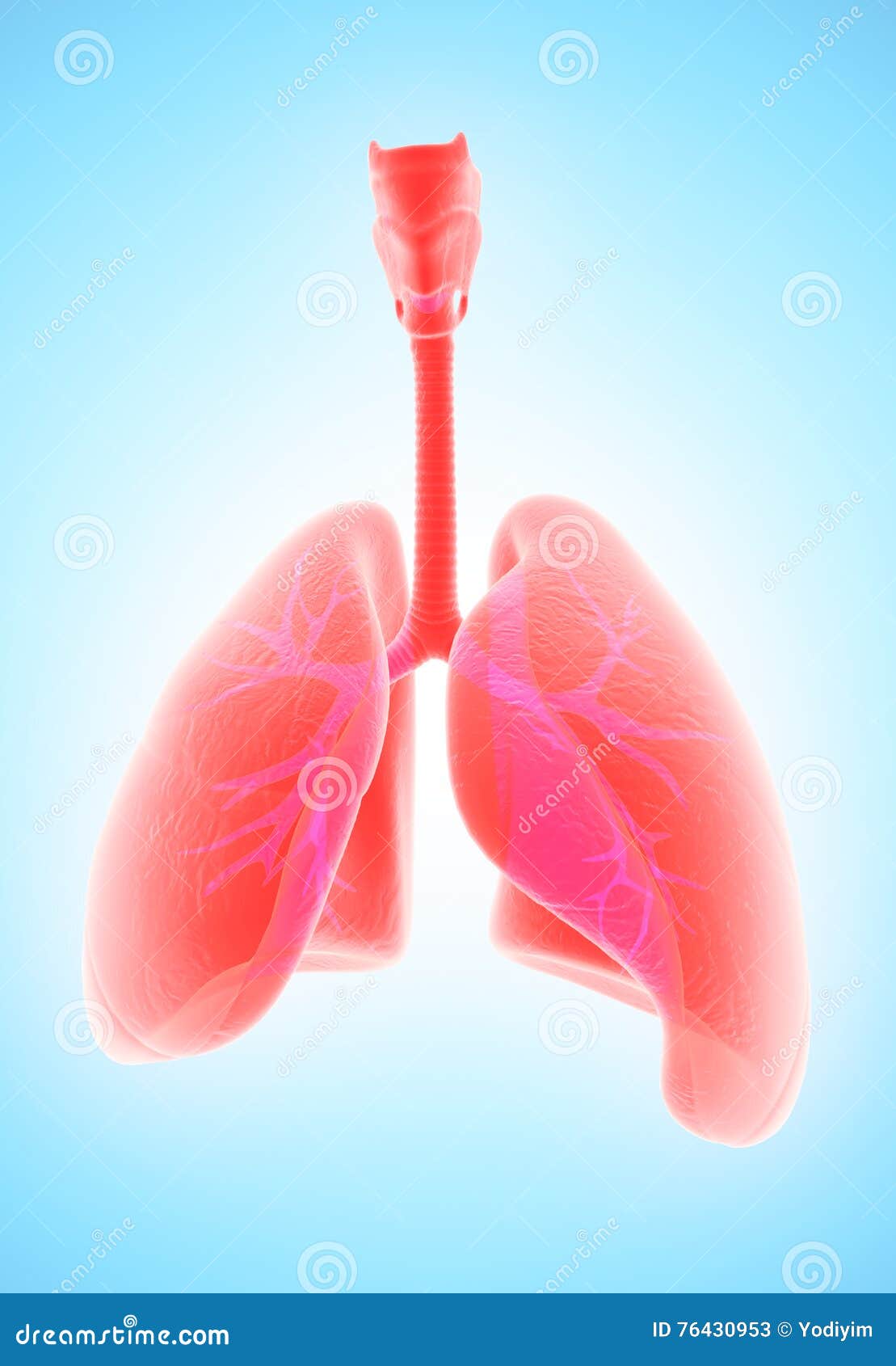 3D Illustration Av Lungor, Medicinskt Begrepp Stock Illustrationer ...