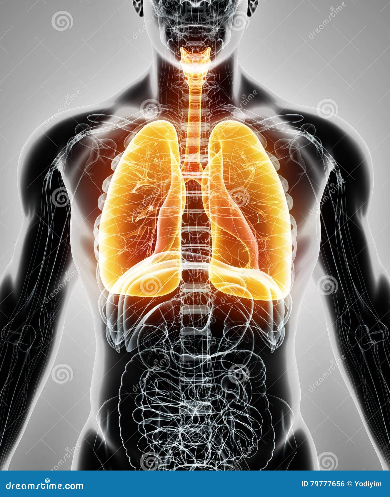 3D Illustration Av Lungor, Medicinskt Begrepp Stock Illustrationer ...