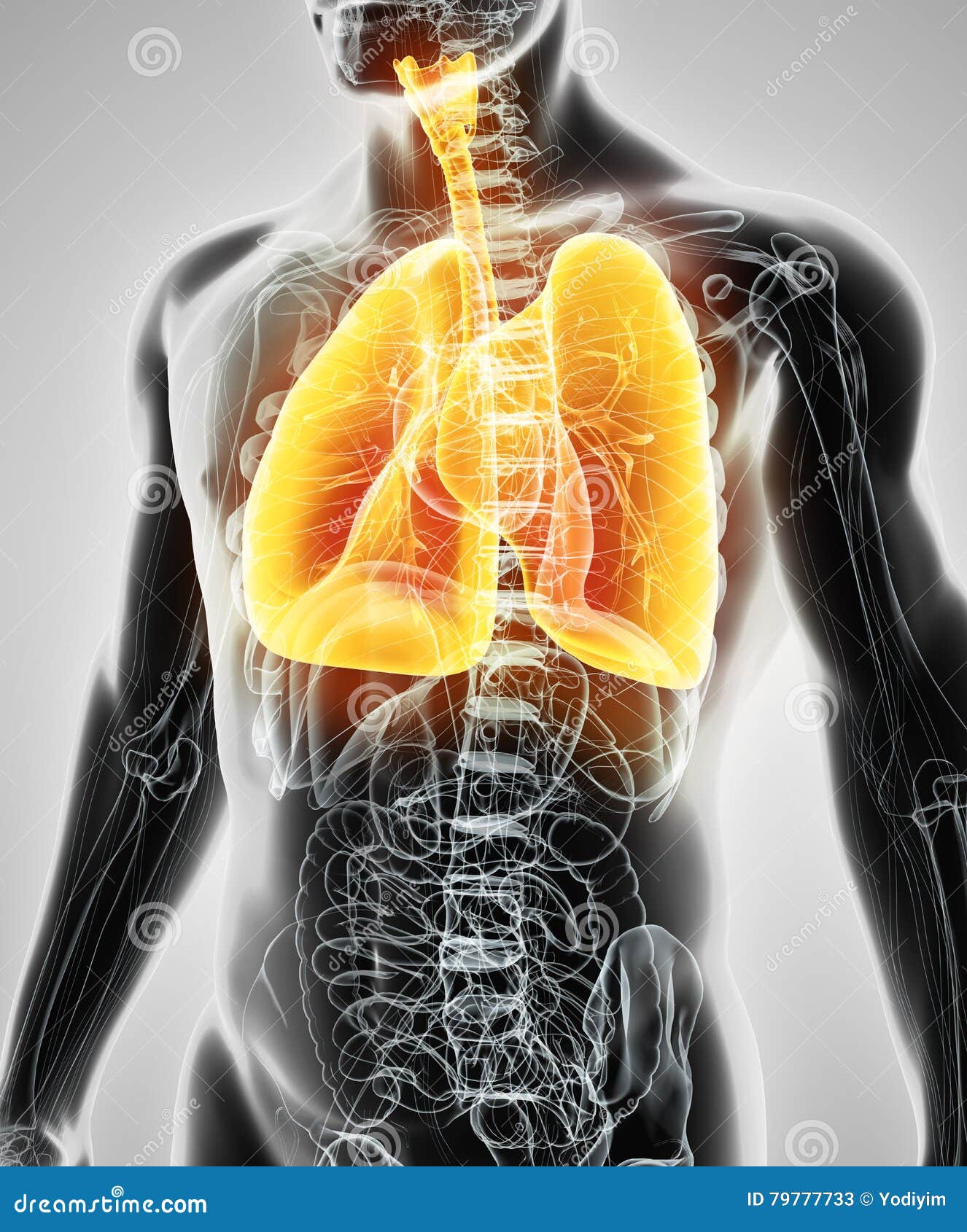 3D Illustration Av Lungor, Medicinskt Begrepp Stock Illustrationer ...