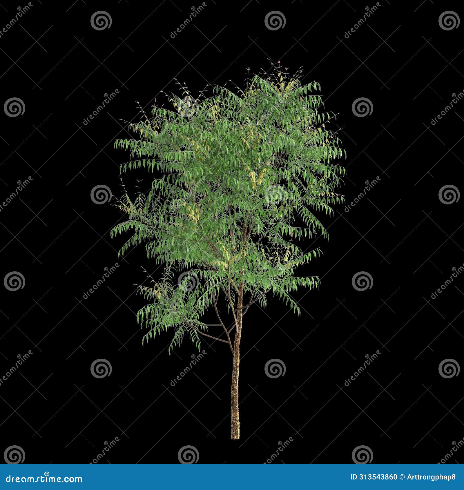 3d Illustration of Azadirachta Indica Tree Isolated on Black Background ...