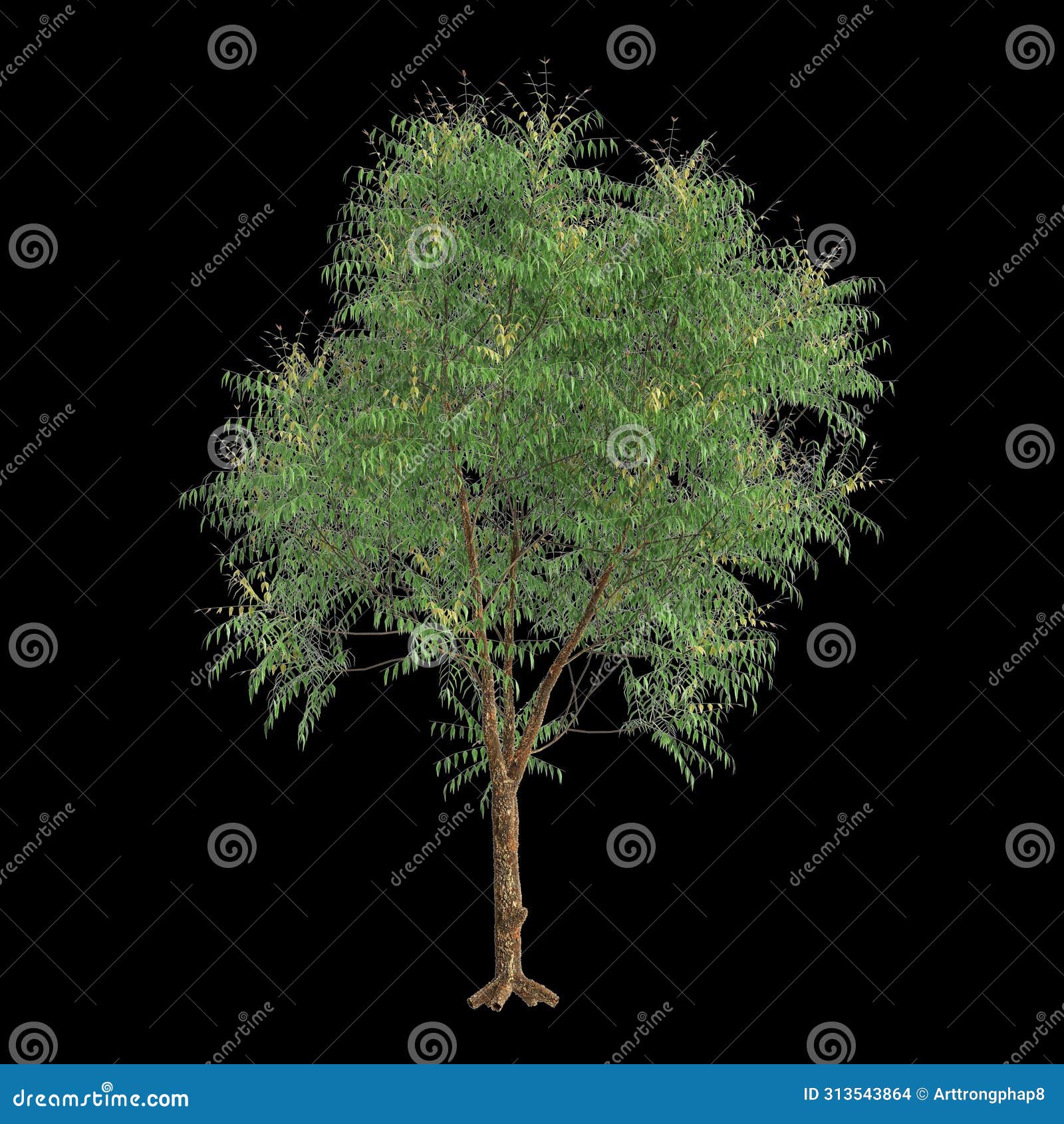 3d Illustration Of Azadirachta Indica Tree Isolated On Black Background ...