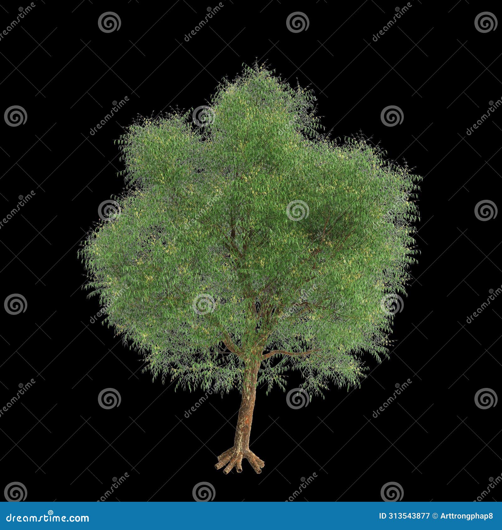 3d Illustration of Azadirachta Indica Tree Isolated on Black Background ...