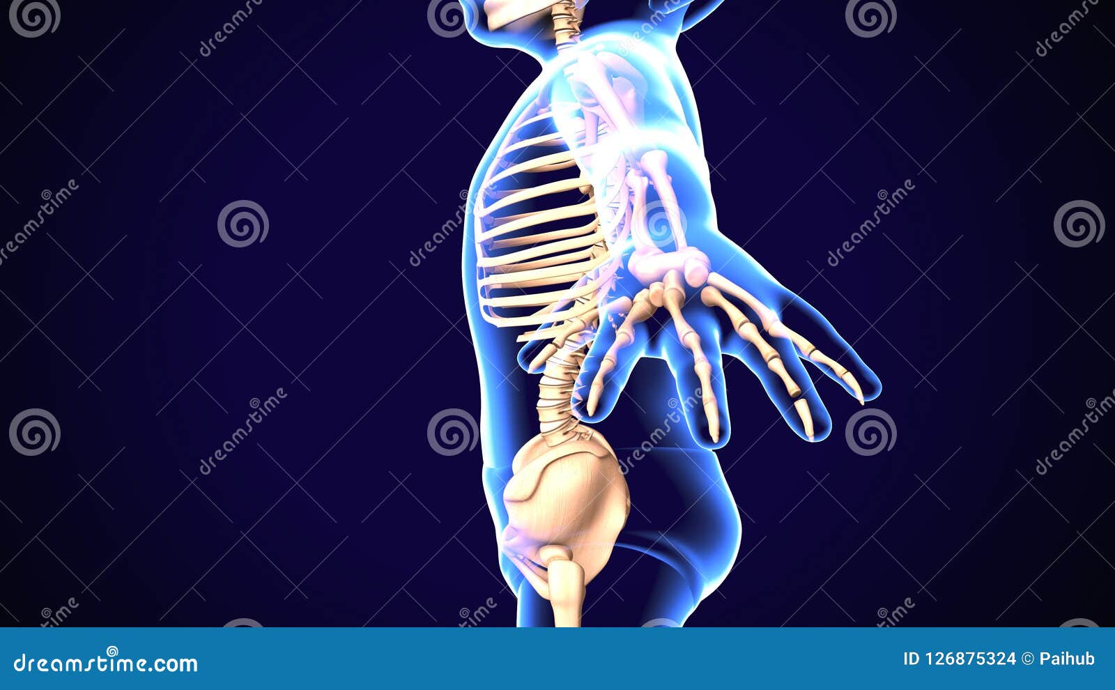 3d Illustration of Baby Skeleton Anatomy Stock Illustration ...