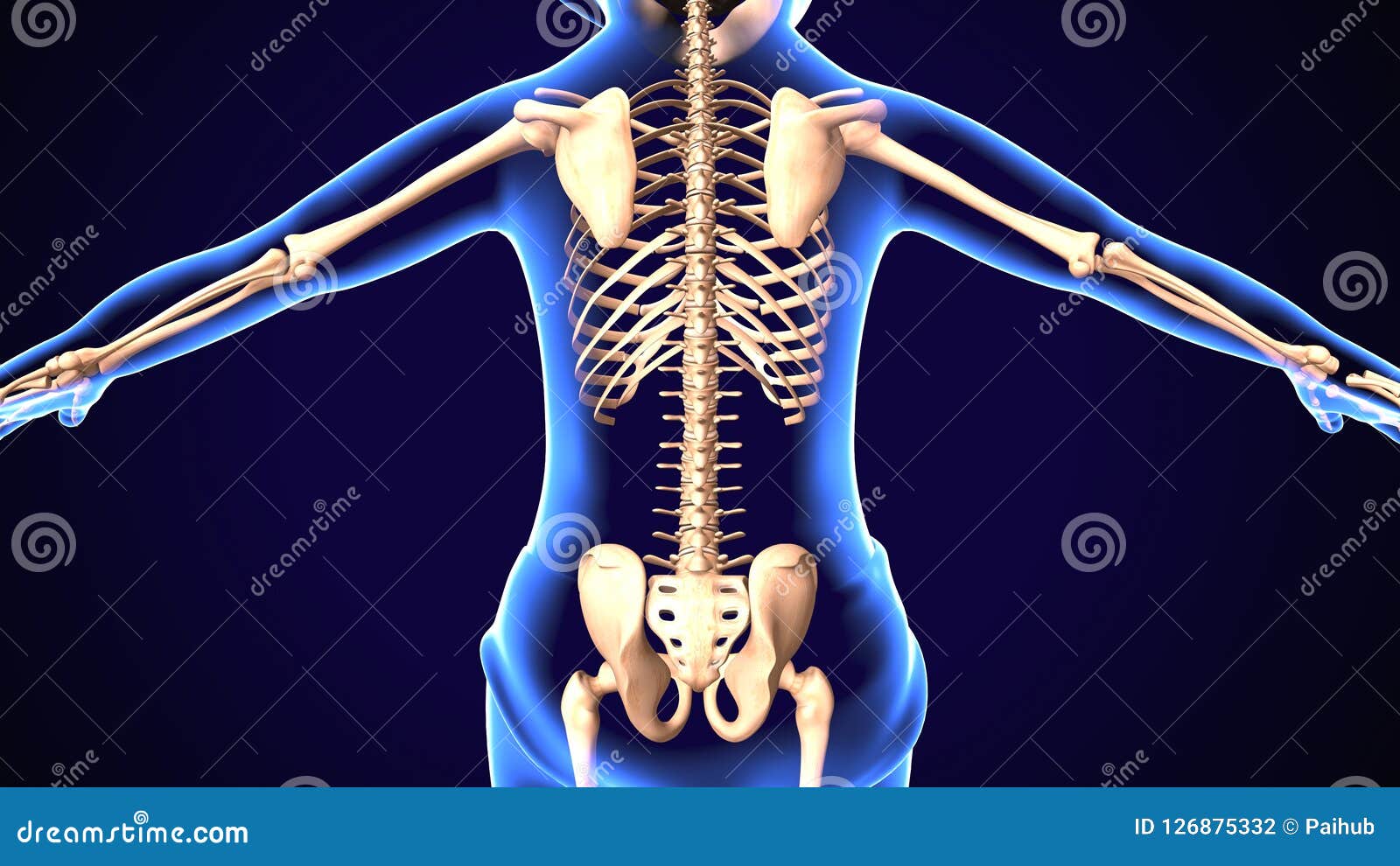 3d Illustration of Baby Skeleton Anatomy Stock Illustration ...