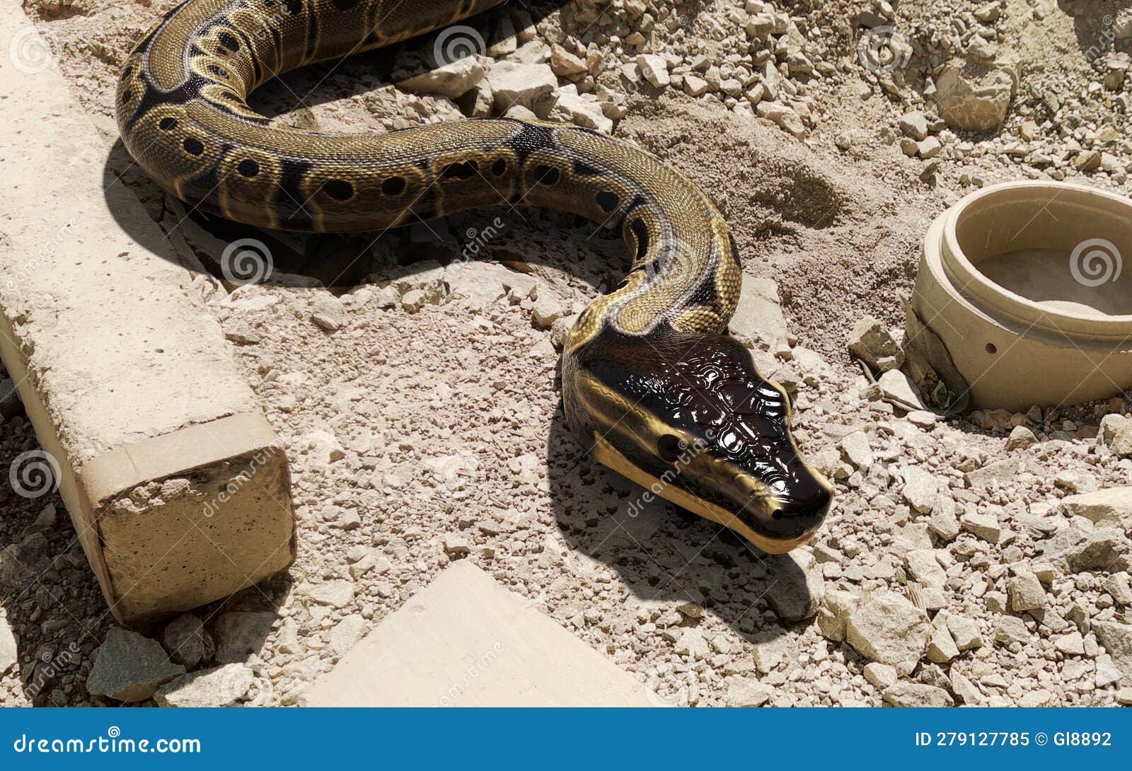 Boa Constrictor With Clipping Path, Albino Anaconda, Ball Python. Stock ...