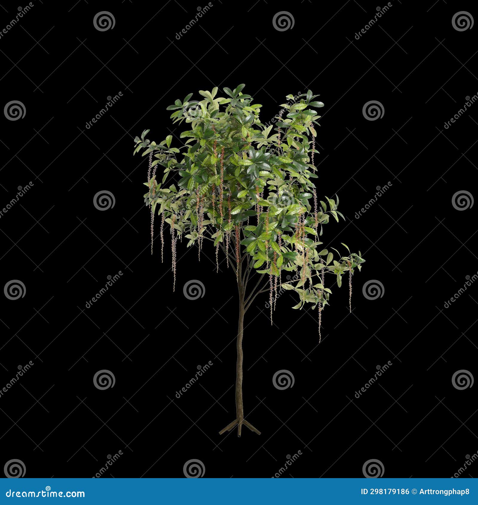 3d Illustration of Barringtonia Acutangula Tree Isolated on Black ...