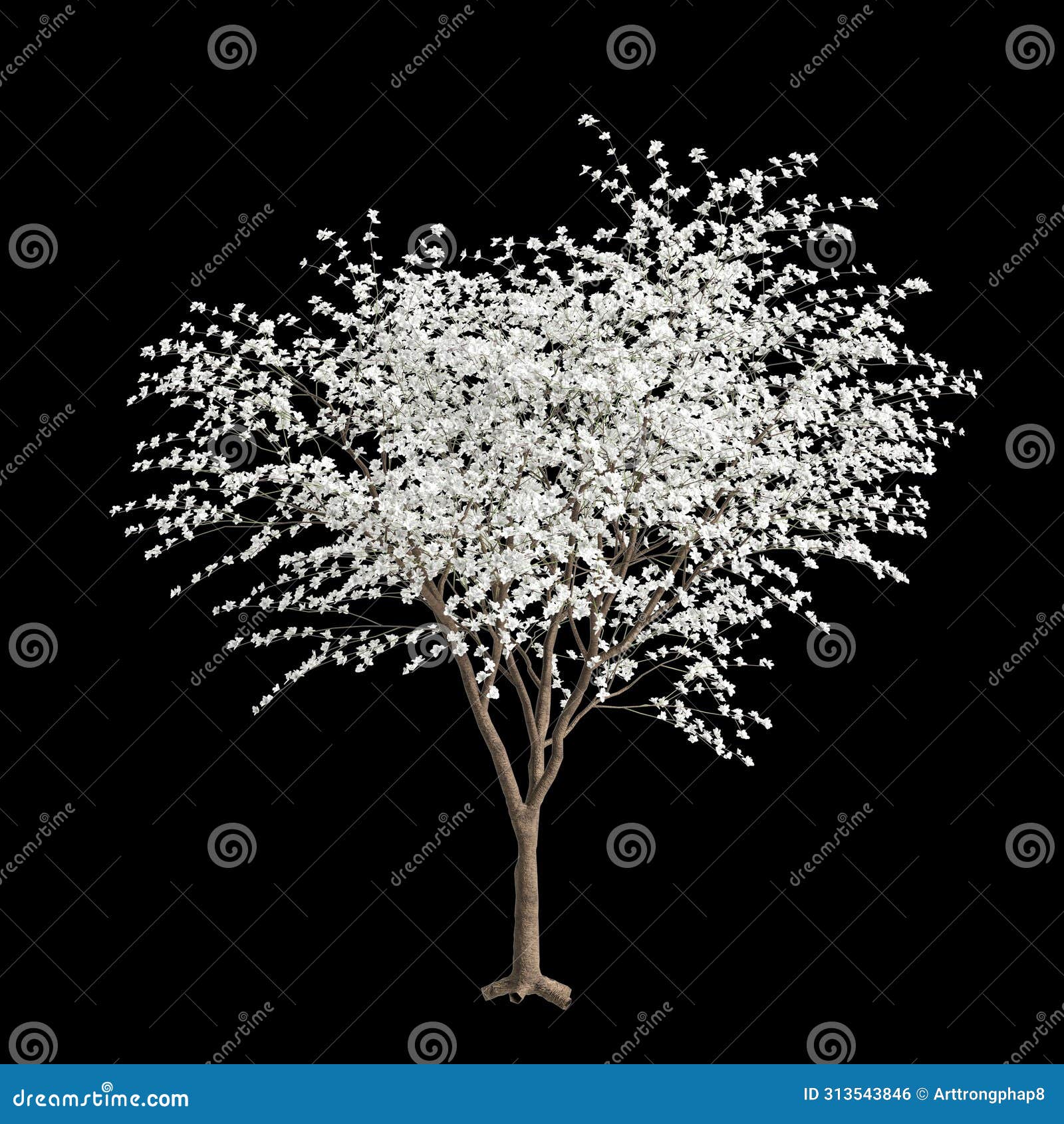3d Illustration Of Bauhinia Acuminata Tree Isolated On Black Background ...