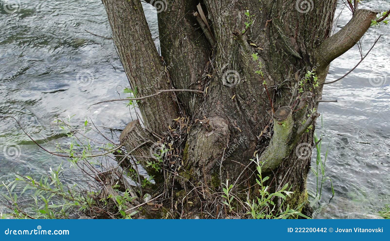 Big Old Tree on Water Stream Stock Photo - Image of roots, water: 222200442