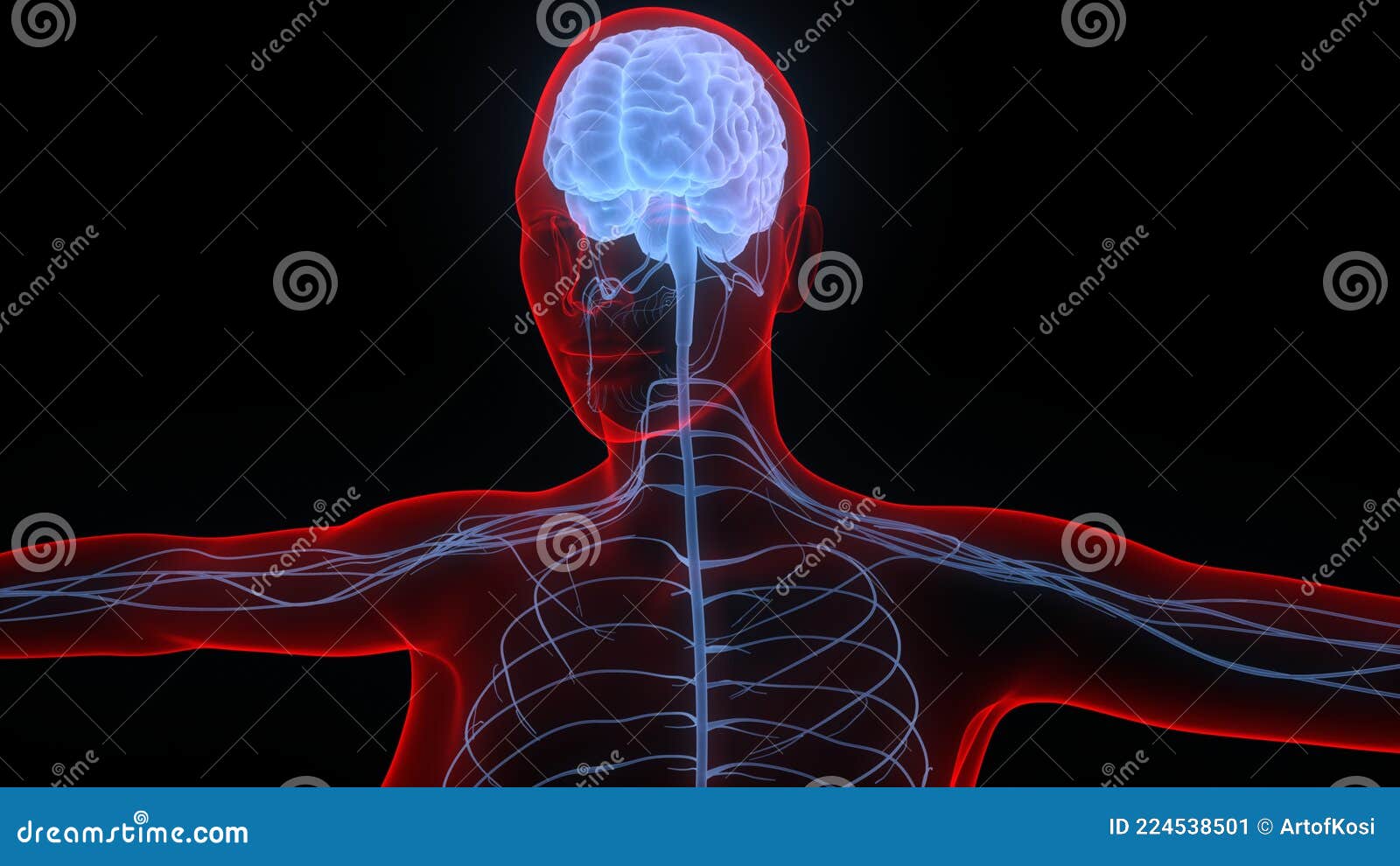Brain is a Part of Human Body Central Nervous System Anatomy. 3D Stock ...