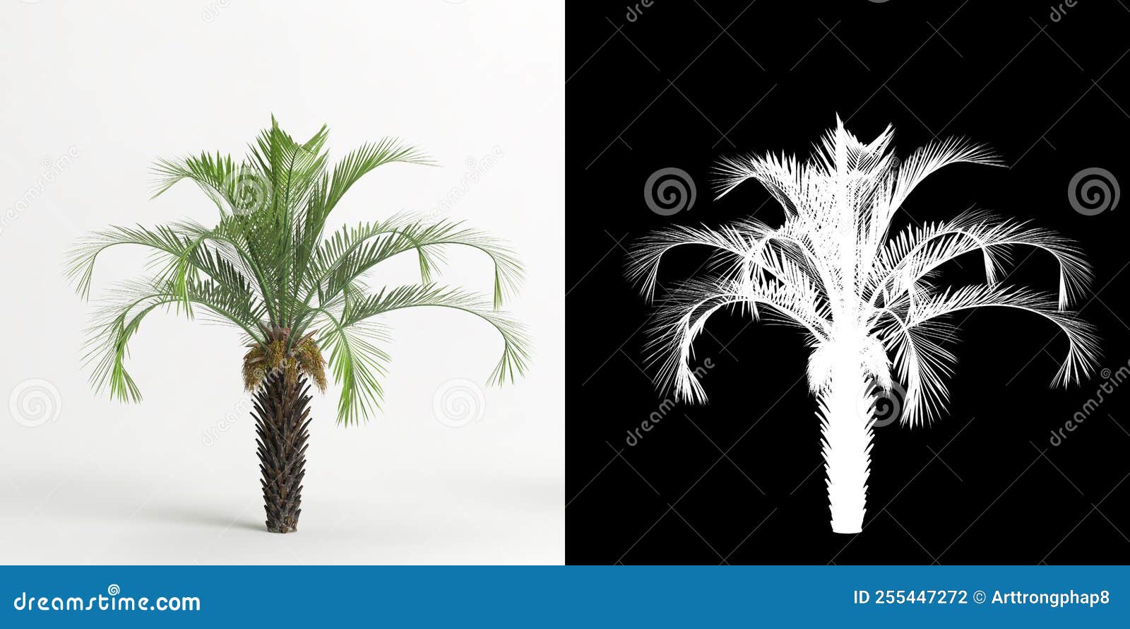 3d Illustration of Butia Capitata Tree Isolated on White and Its Mask ...
