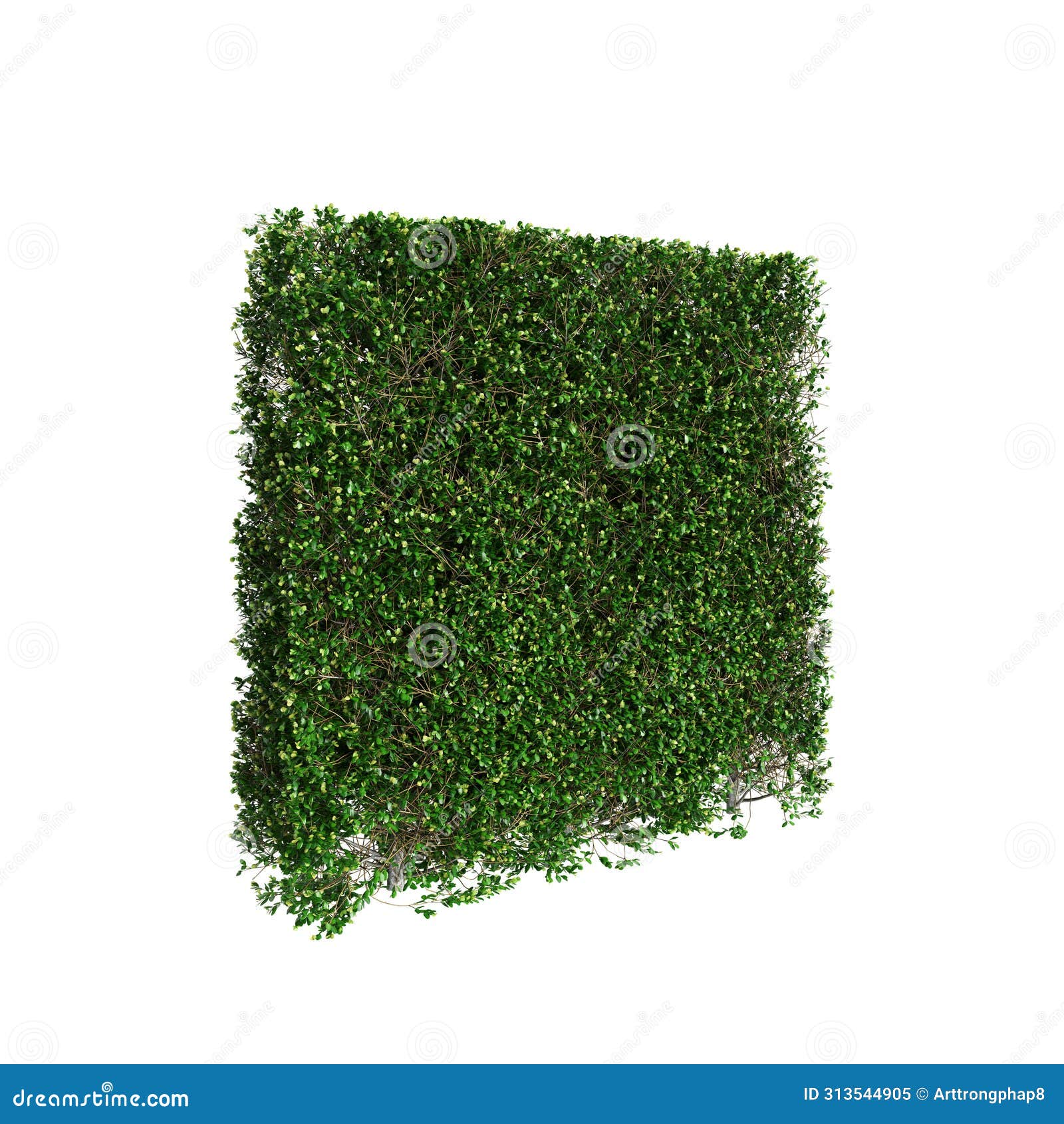 3d Illustration of Buxus Sempervirens Treeline Isolated on Black ...