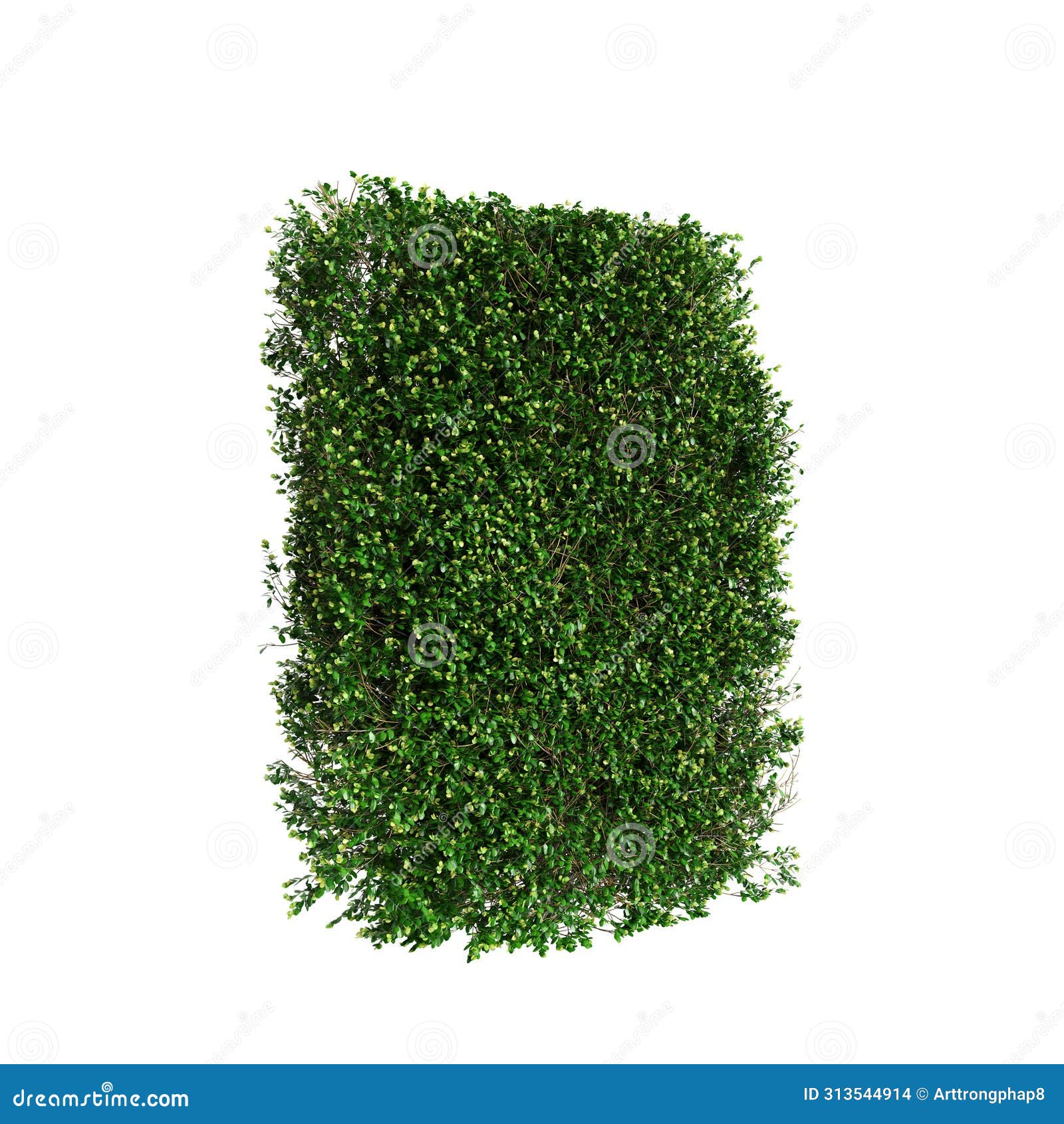 3d Illustration of Buxus Sempervirens Treeline Isolated on Black ...