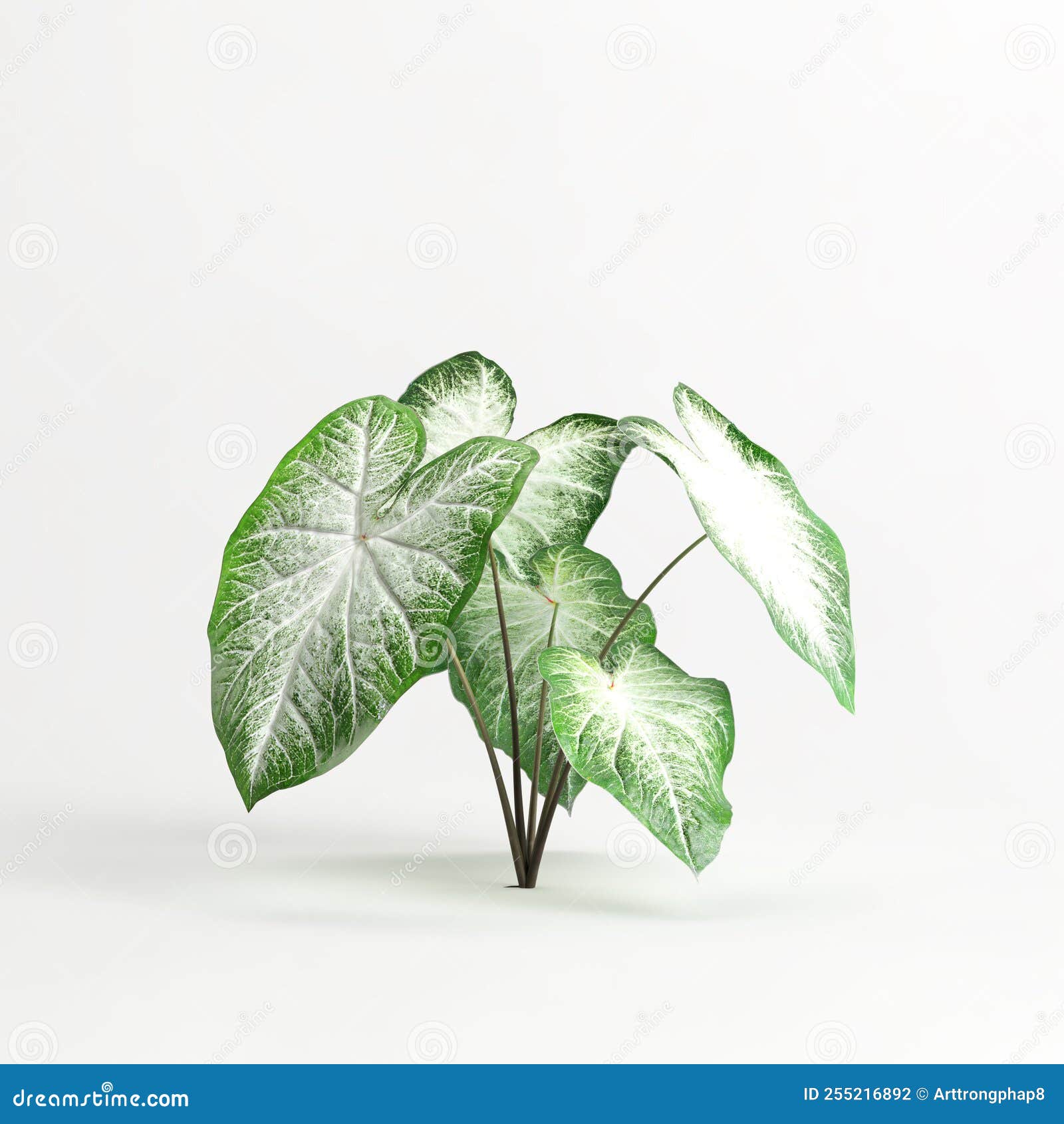 3d Illustration Of Caladium Aaron Isolated On White Background ...