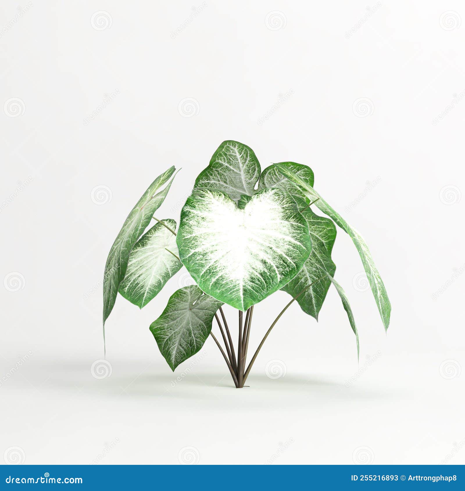 3d Illustration Of Caladium Aaron Isolated On White Background Royalty ...