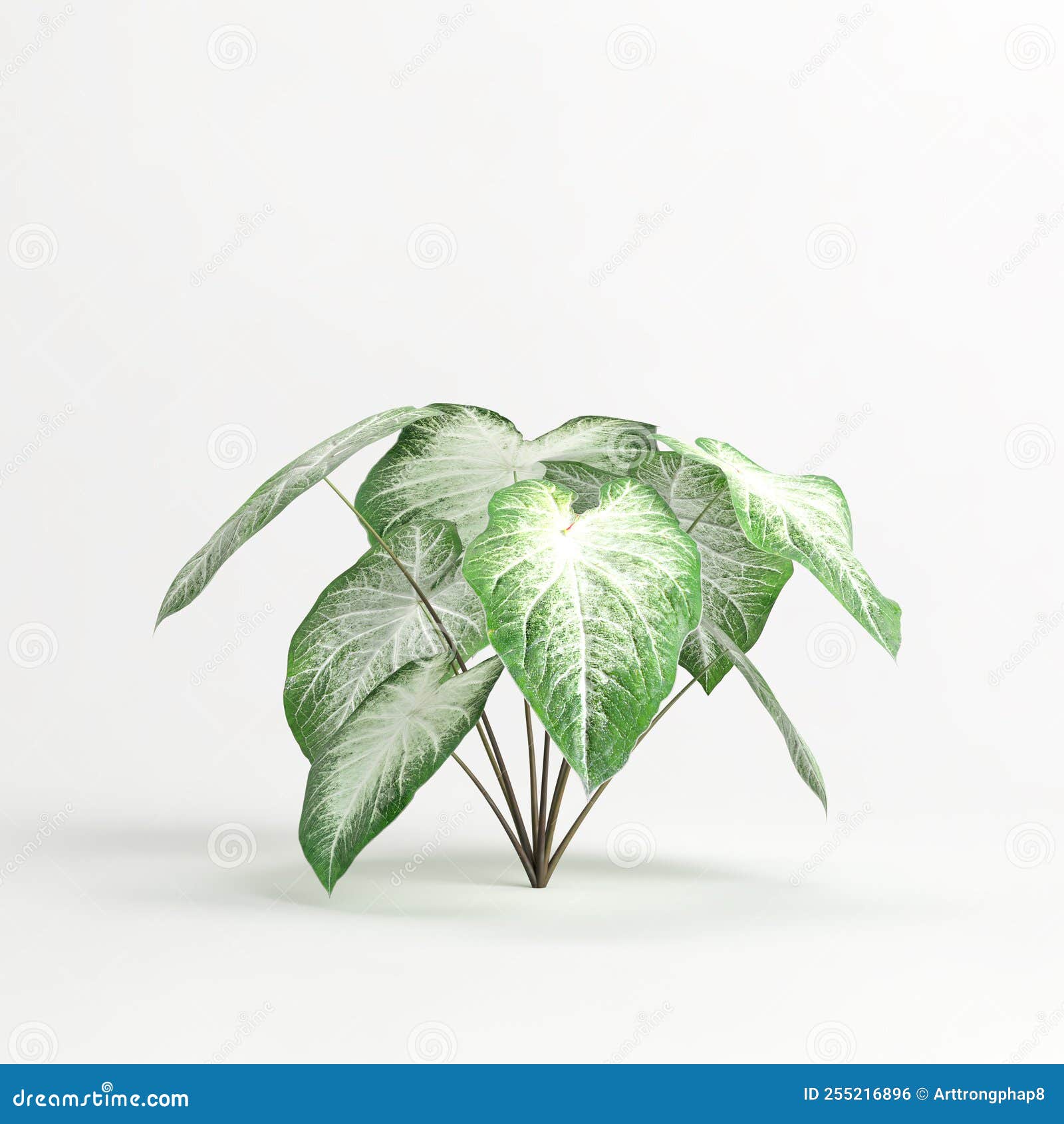 3d Illustration Of Caladium Aaron Isolated On White Background Royalty ...