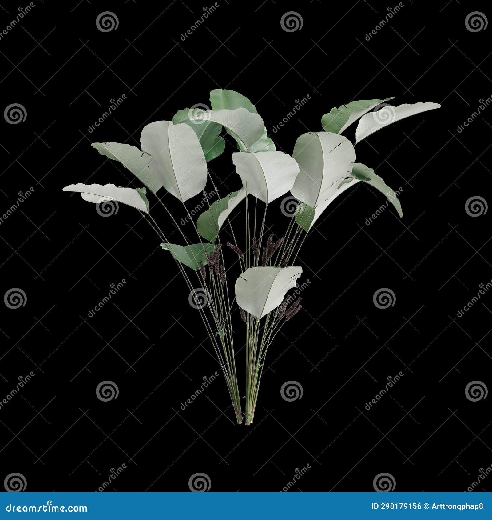 3d Illustration of Calathea Lutea Tree Isolated on Black Baclground ...